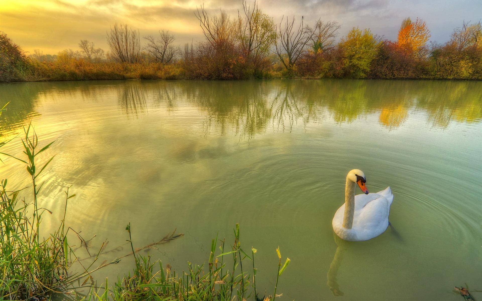 Swan Autumn Desktop Wallpapers - Top Free Swan Autumn Desktop ...