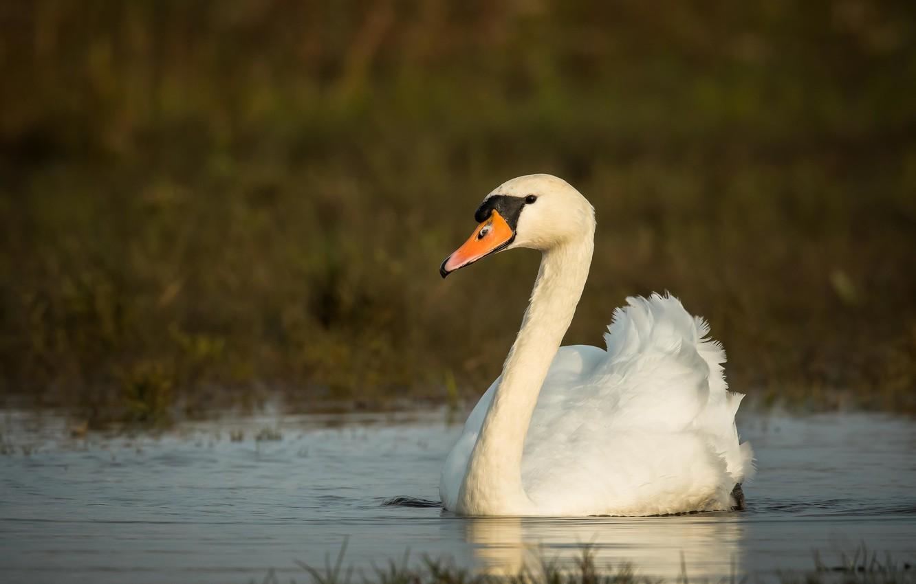 Swan Autumn Desktop Wallpapers - Top Free Swan Autumn Desktop ...