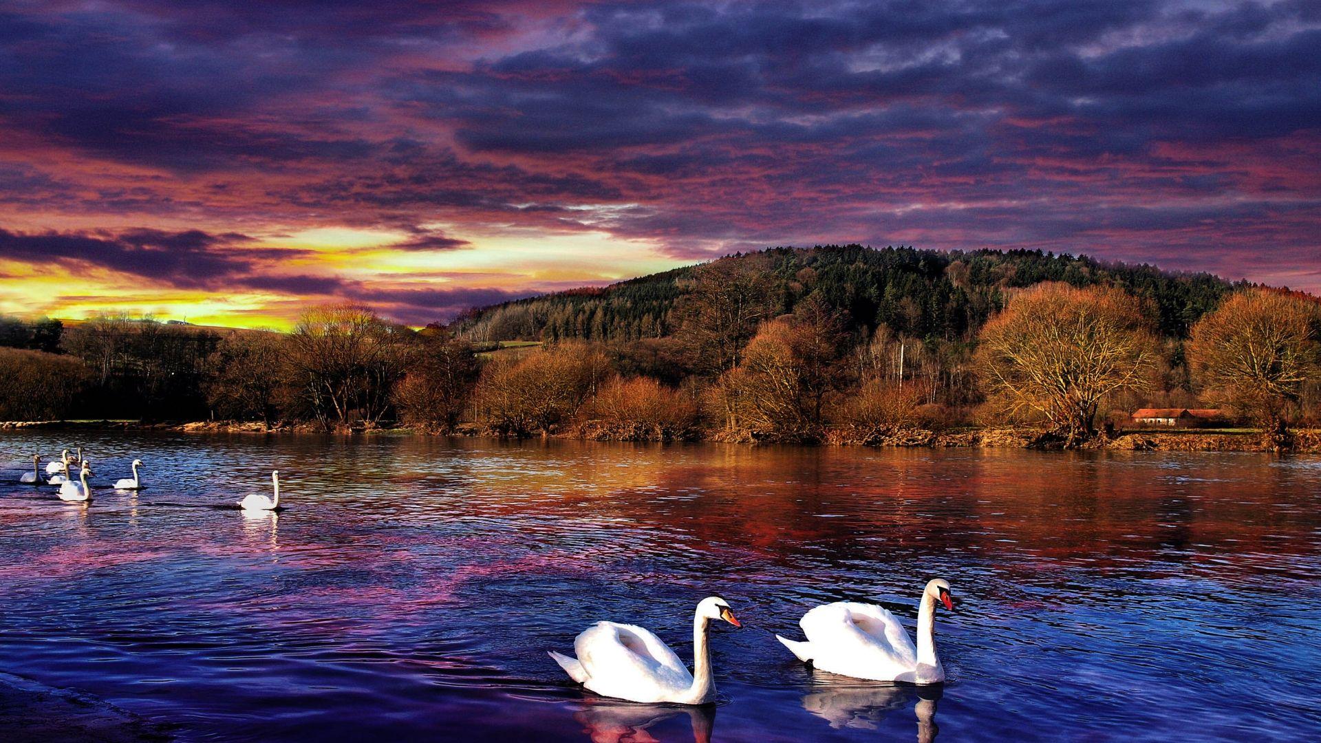 Beautiful Swan Lake Wallpapers - Top Free Beautiful Swan Lake ...