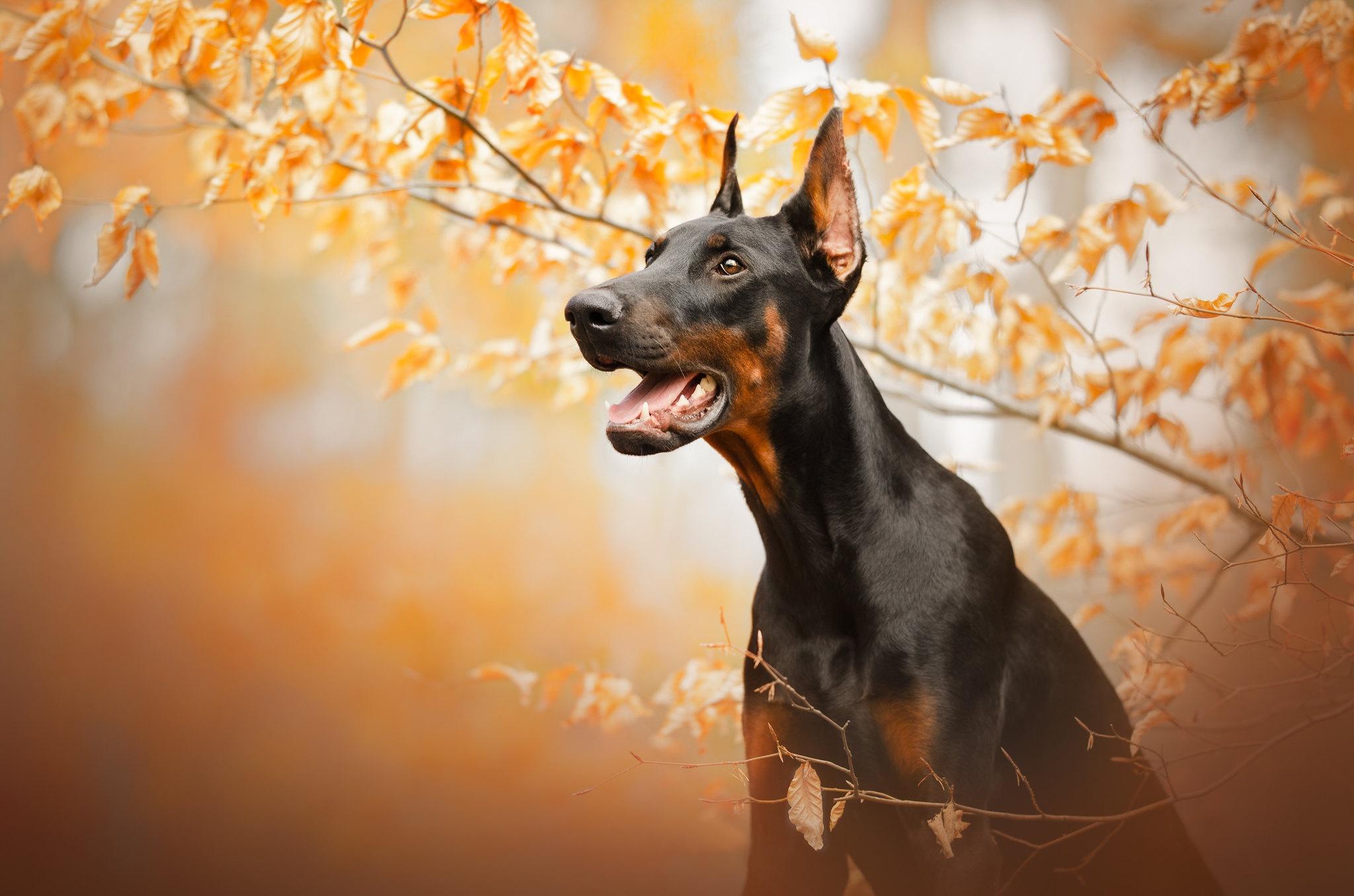 HD Doberman Wallpapers - Top Free HD Doberman Backgrounds - WallpaperAccess