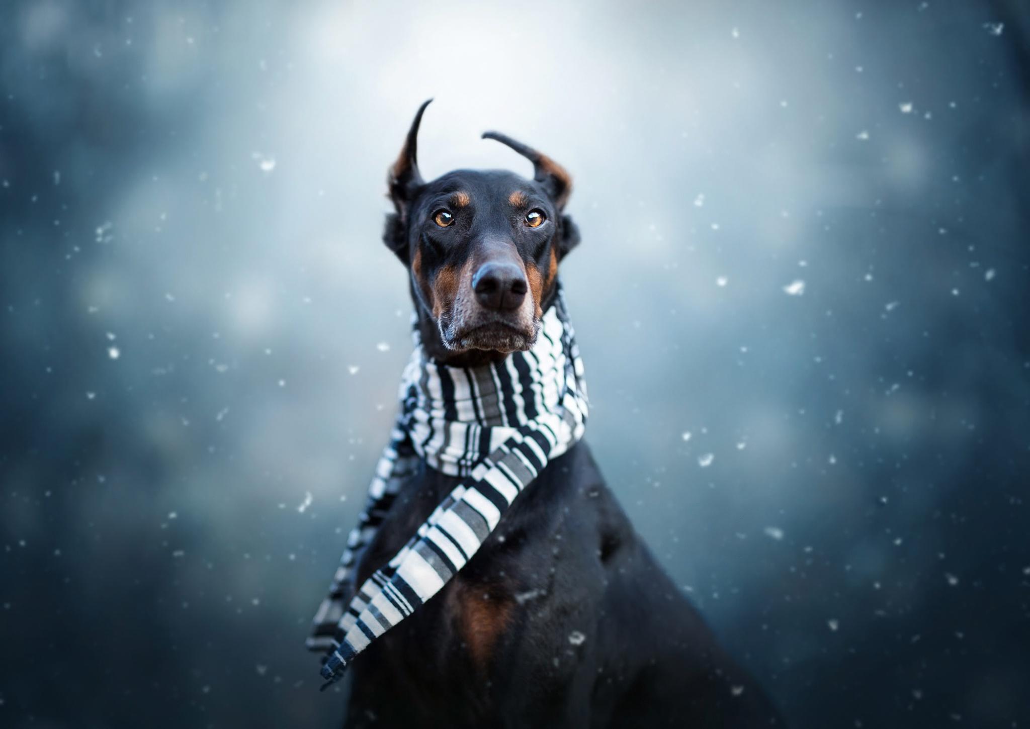 HD Doberman Wallpapers - Top Free HD Doberman Backgrounds - WallpaperAccess
