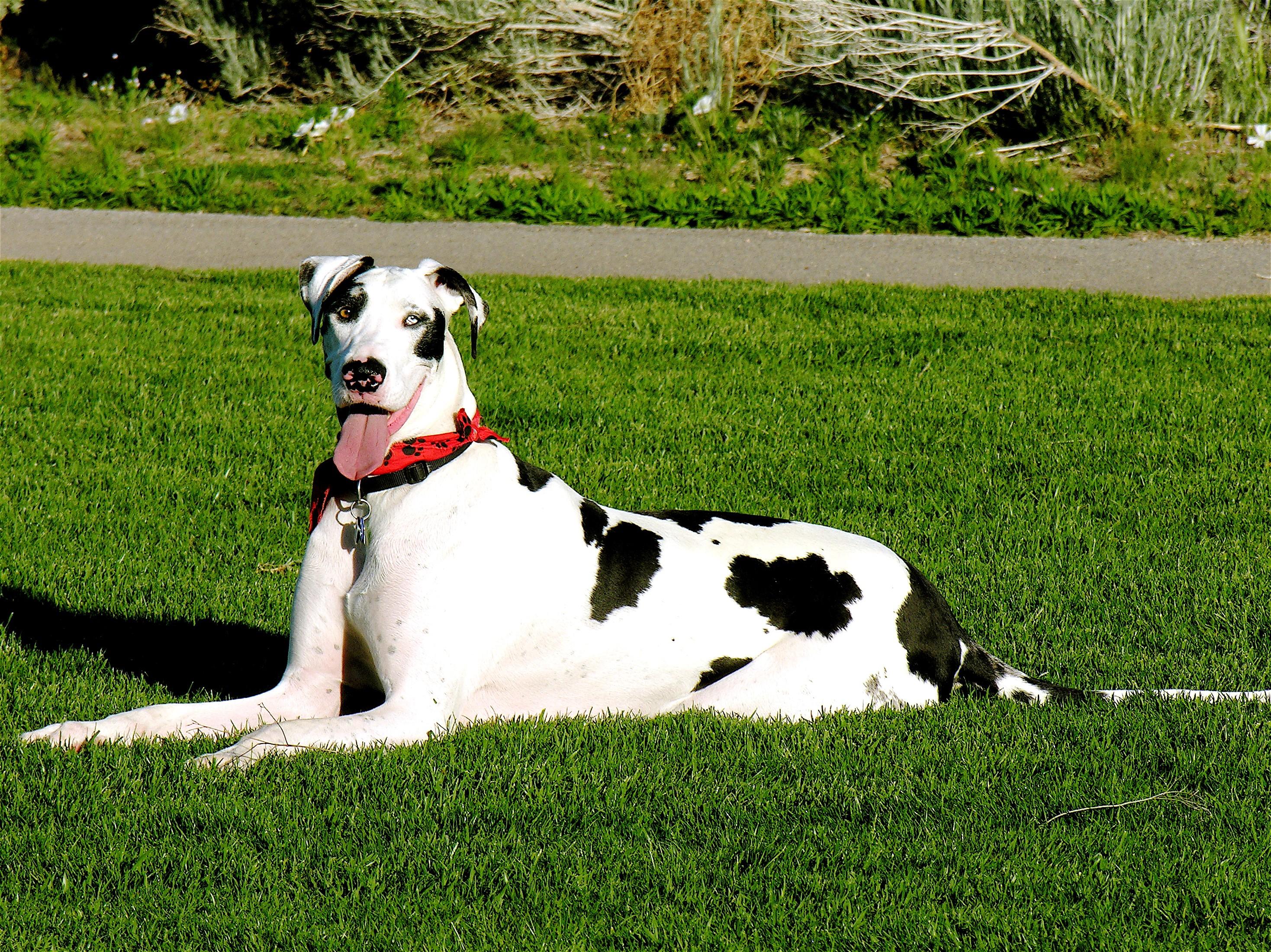 Great Dane Dog Wallpapers - Top Free Great Dane Dog Backgrounds ...
