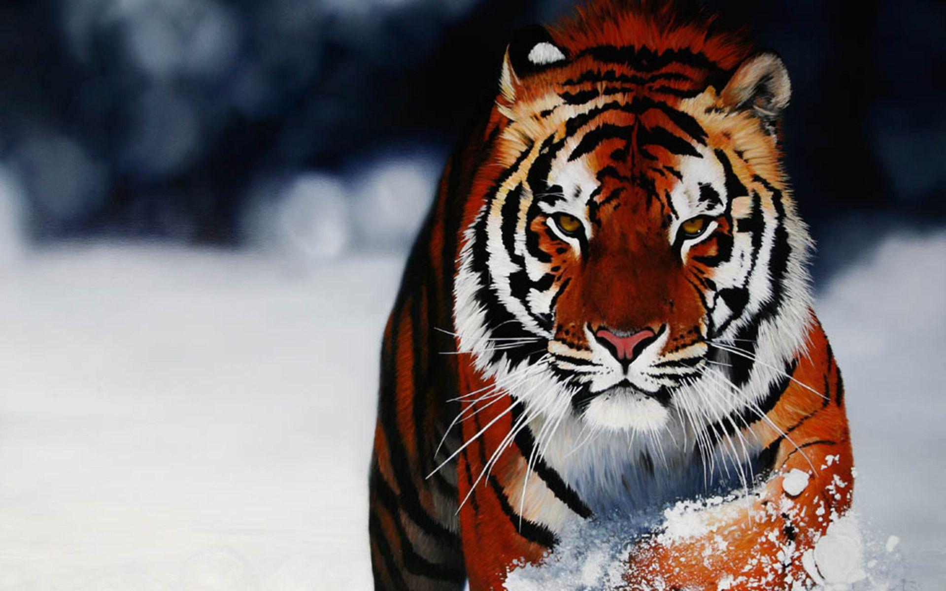 8K Tiger UHD Wallpapers - Top Free 8K Tiger UHD Backgrounds ...