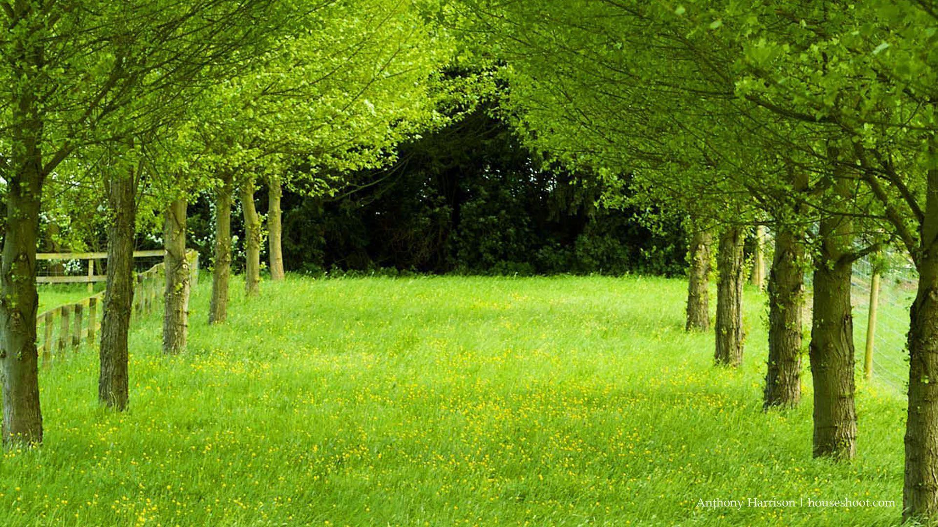 Cool Green Laptop Wallpapers - Top Free Cool Green Laptop Backgrounds ...