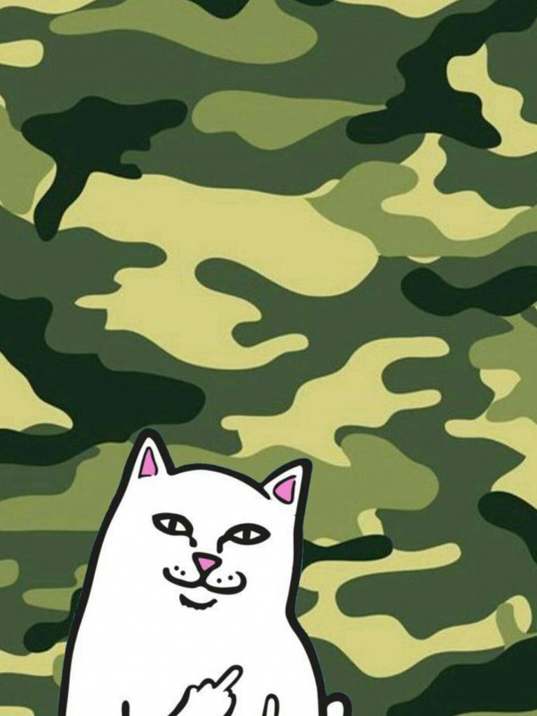 Dope Cat Wallpapers - Top Free Dope Cat Backgrounds - WallpaperAccess