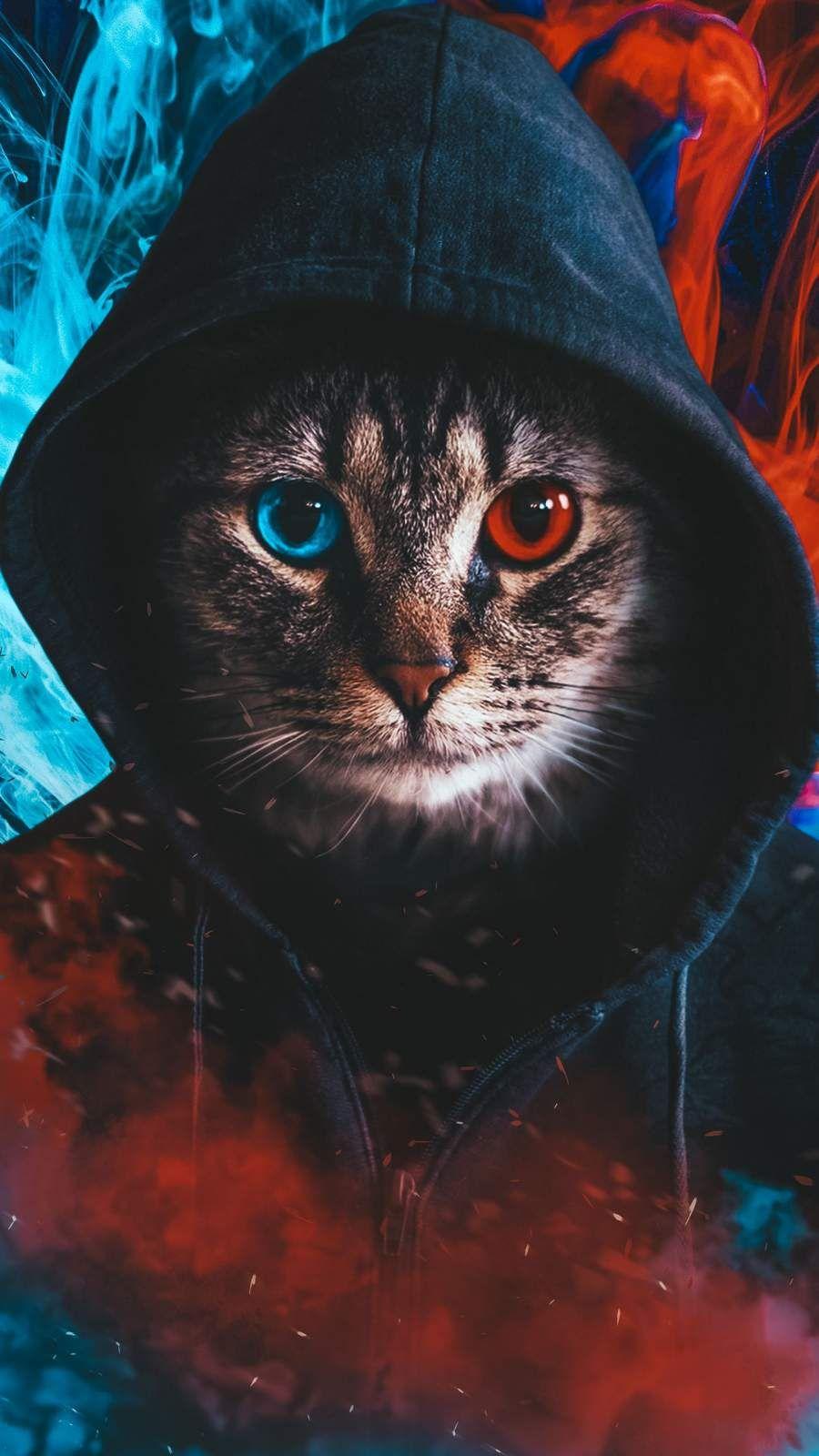 Dope Cat Wallpapers - Top Free Dope Cat Backgrounds - WallpaperAccess
