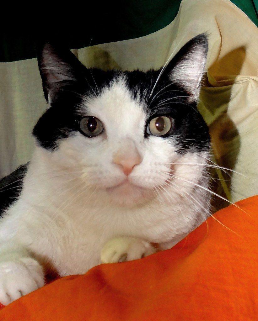 Dope Cat Wallpapers - Top Free Dope Cat Backgrounds - WallpaperAccess