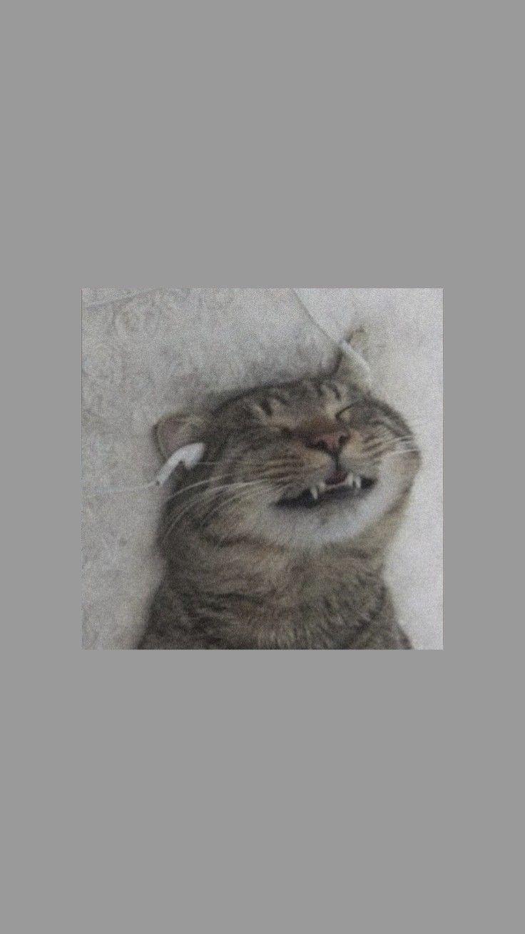 Dope Cat Wallpapers - Top Free Dope Cat Backgrounds - WallpaperAccess