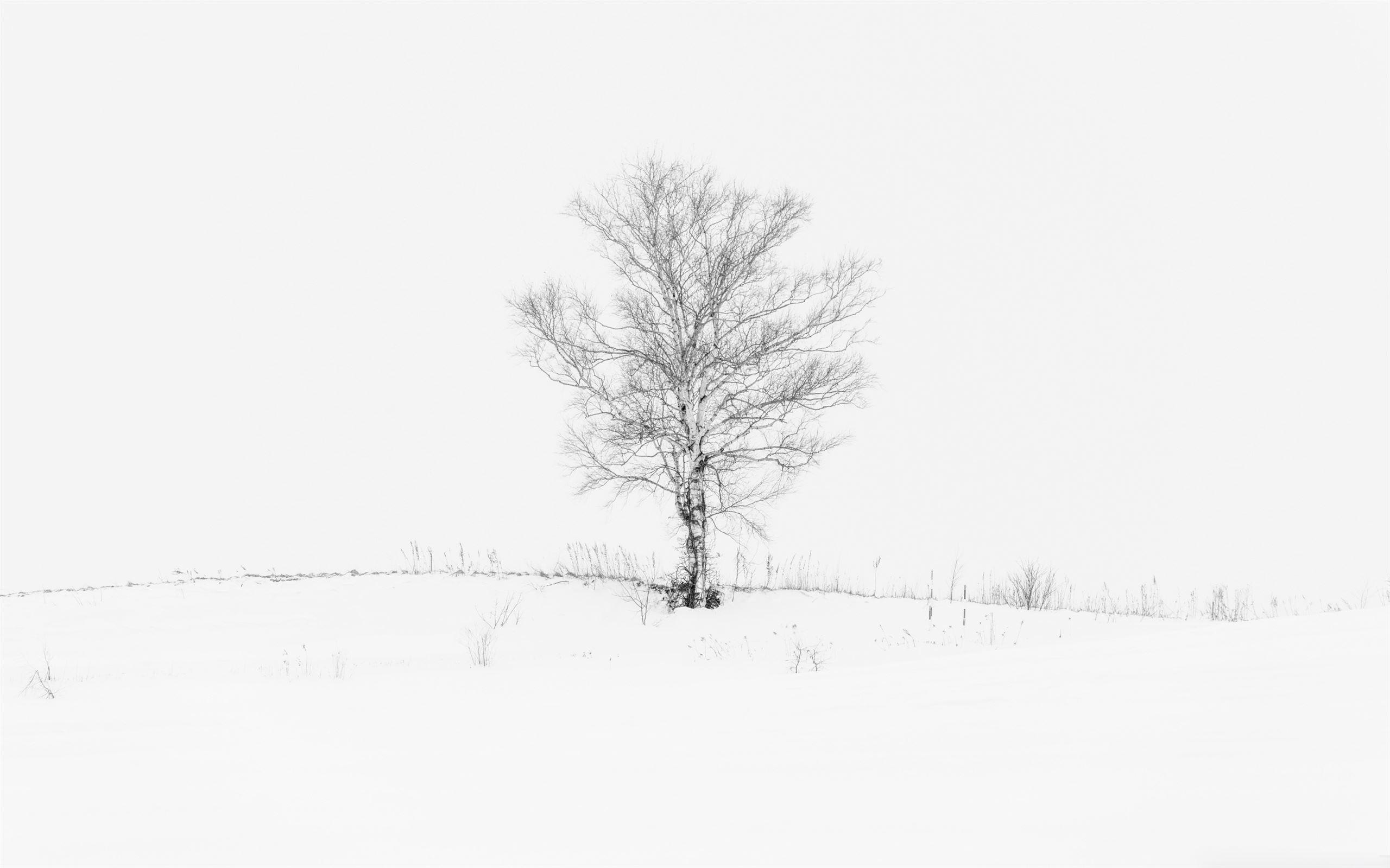 Tree Drawing Wallpapers - Top Free Tree Drawing Backgrounds ...