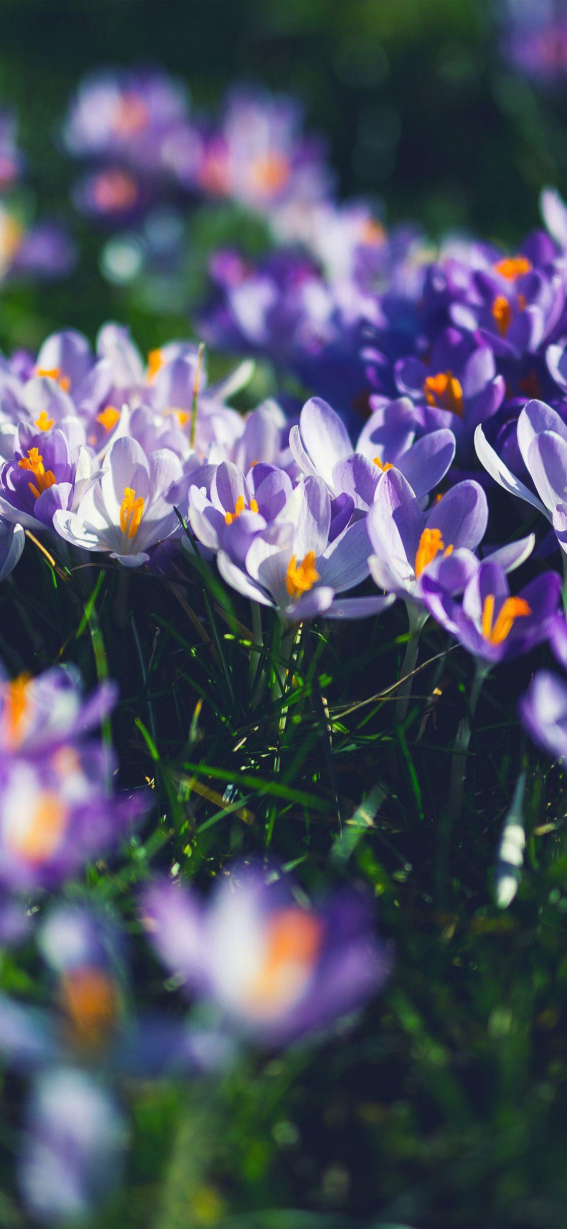 Purple Spring Wallpapers - Top Free Purple Spring Backgrounds ...