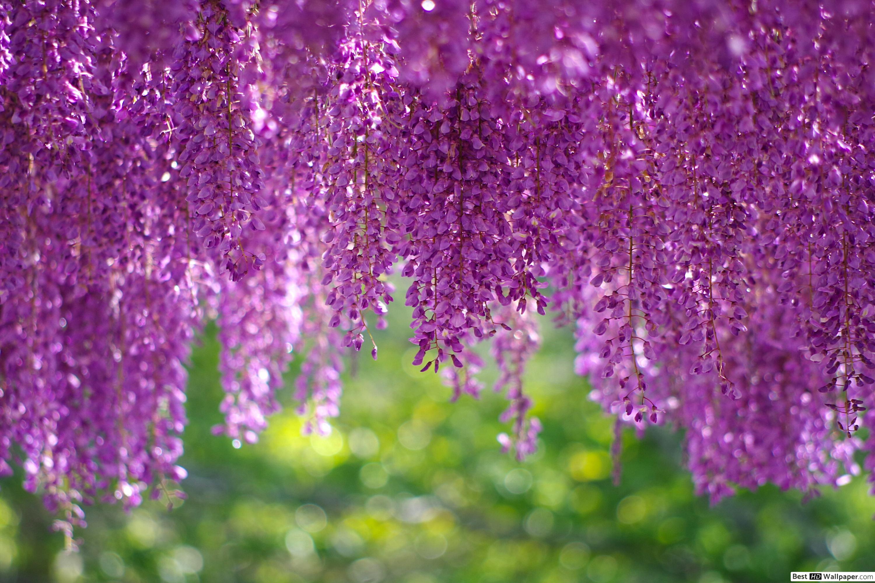 Purple Spring Wallpapers - Top Free Purple Spring Backgrounds ...