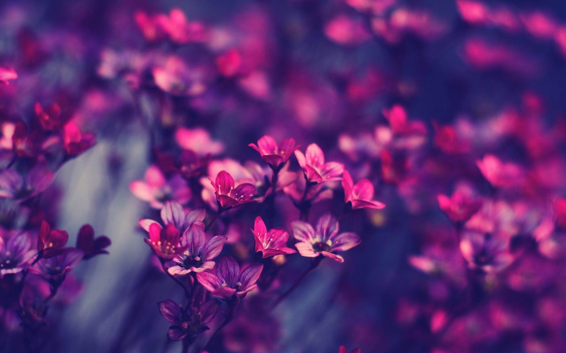 Purple Spring Wallpapers - Top Free Purple Spring Backgrounds ...