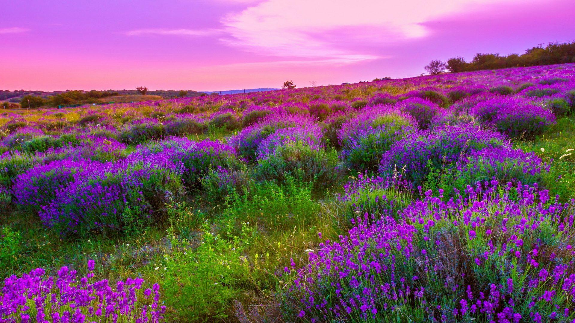 Purple Spring Wallpapers - Top Free Purple Spring Backgrounds ...