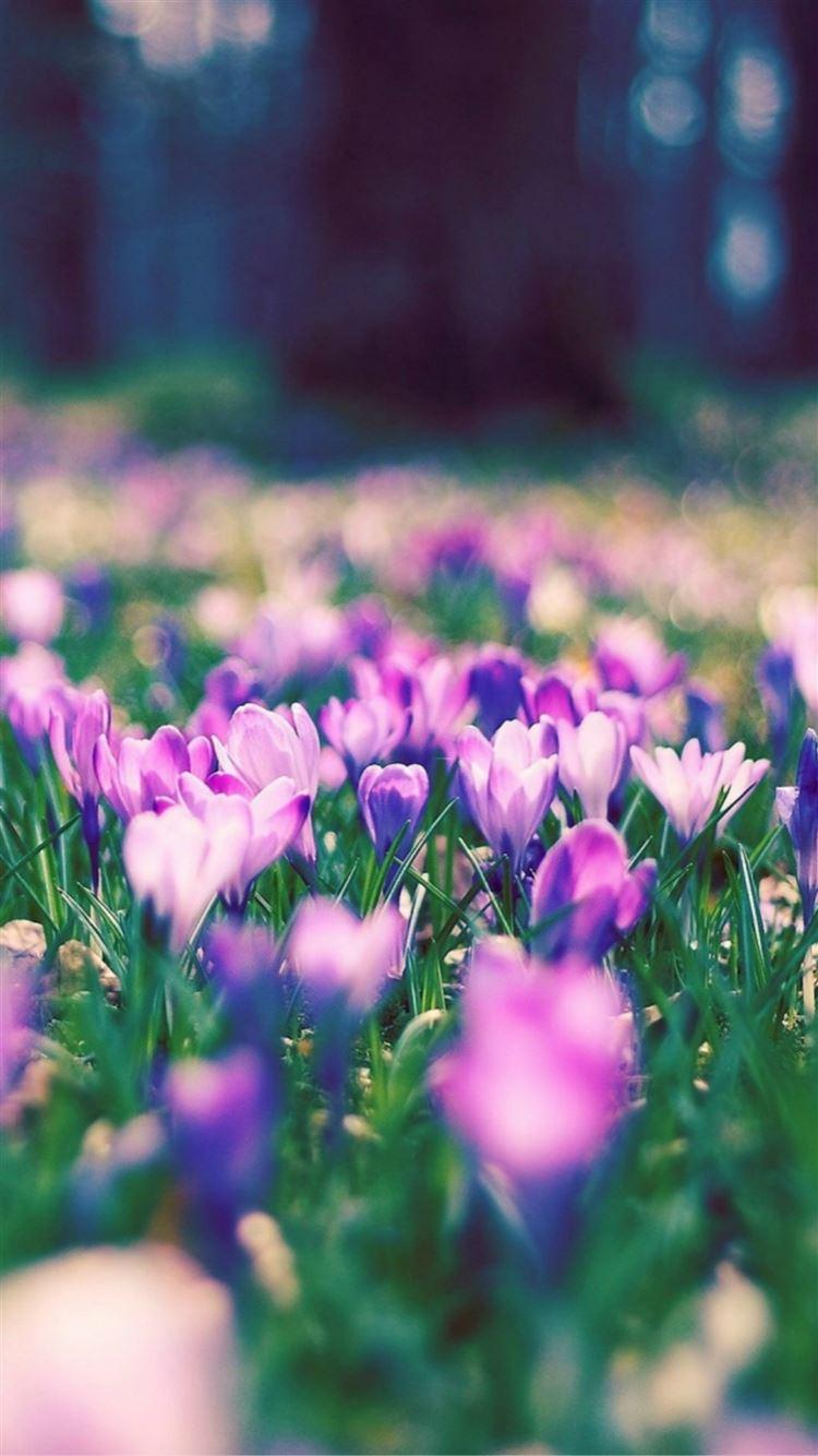 Purple Spring Wallpapers - Top Free Purple Spring Backgrounds ...