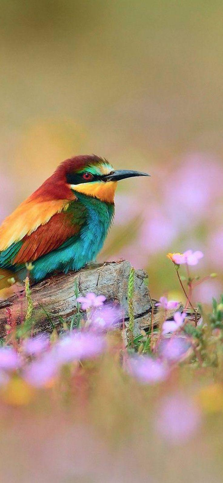 8K Spring Wallpapers - Top Free 8K Spring Backgrounds - WallpaperAccess