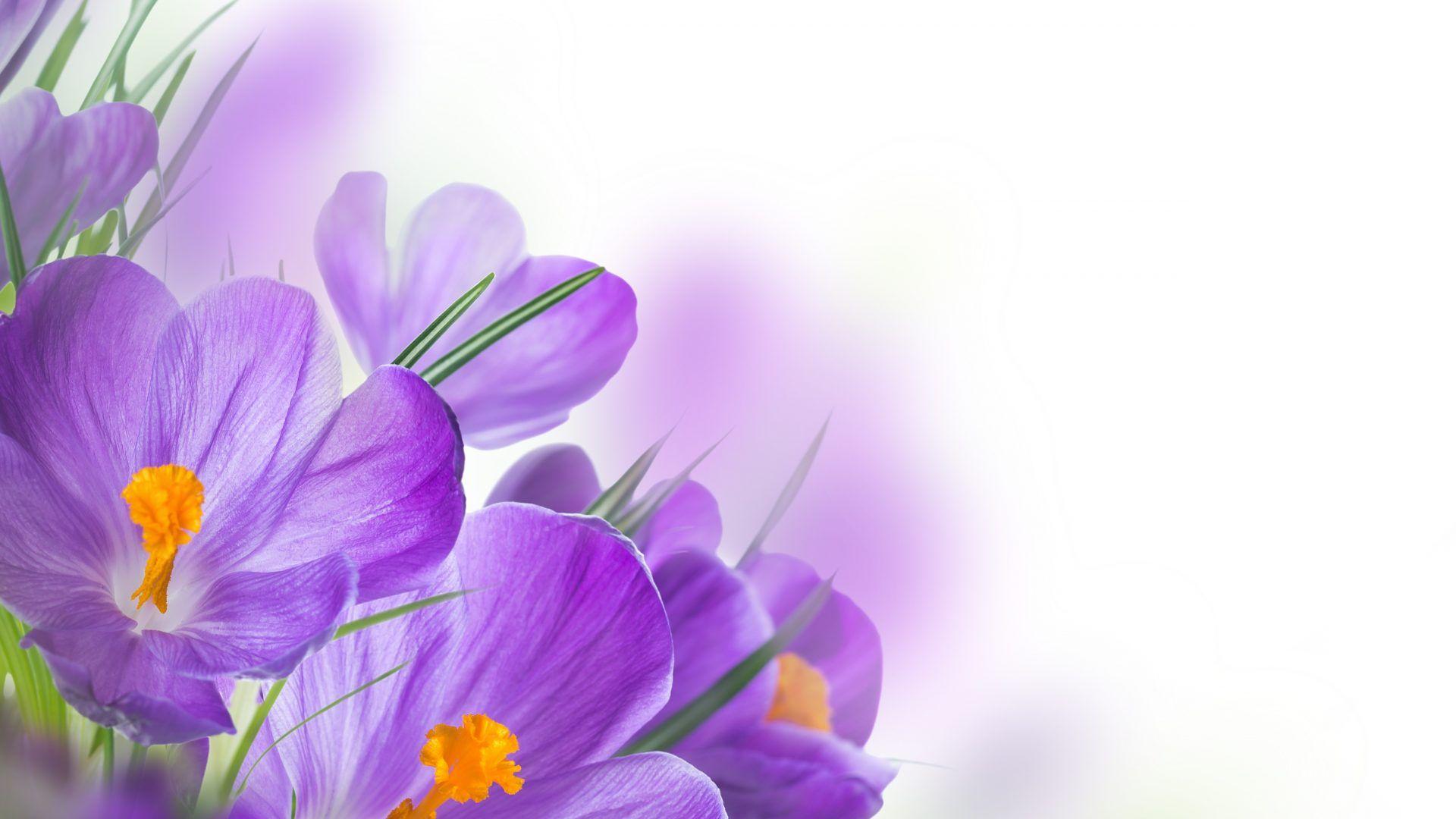 Purple Spring Wallpapers - Top Free Purple Spring Backgrounds ...