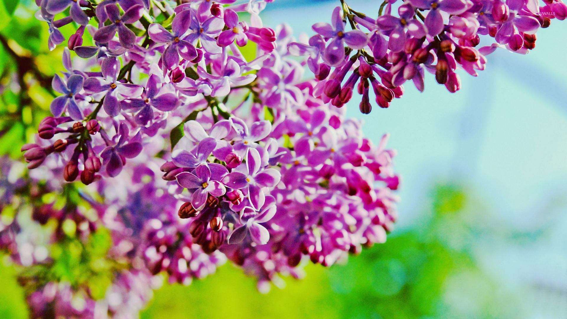 Purple Spring Wallpapers - Top Free Purple Spring Backgrounds ...