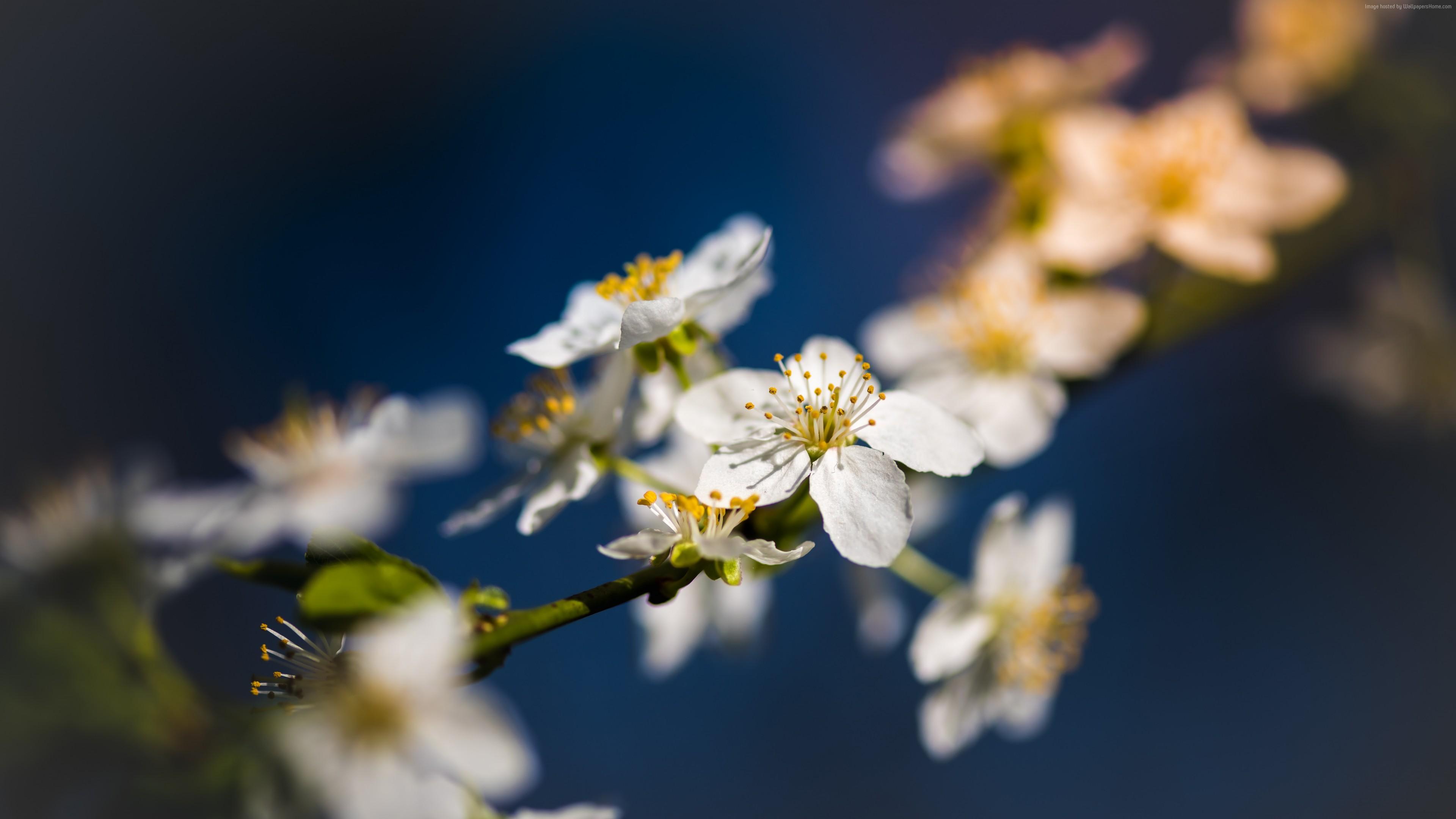 8K Spring Wallpapers - Top Free 8K Spring Backgrounds - WallpaperAccess