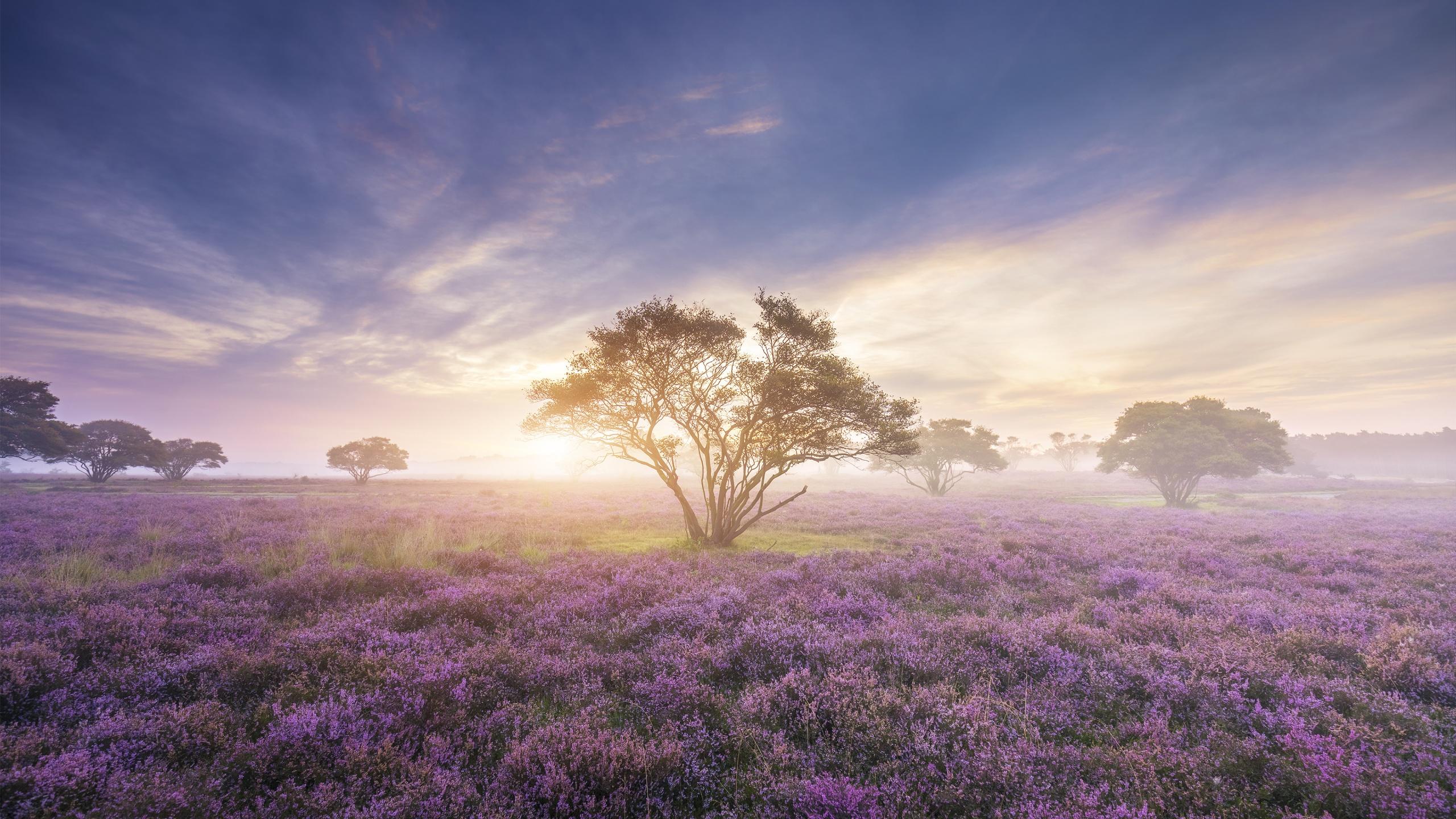 Purple Spring Wallpapers - Top Free Purple Spring Backgrounds ...