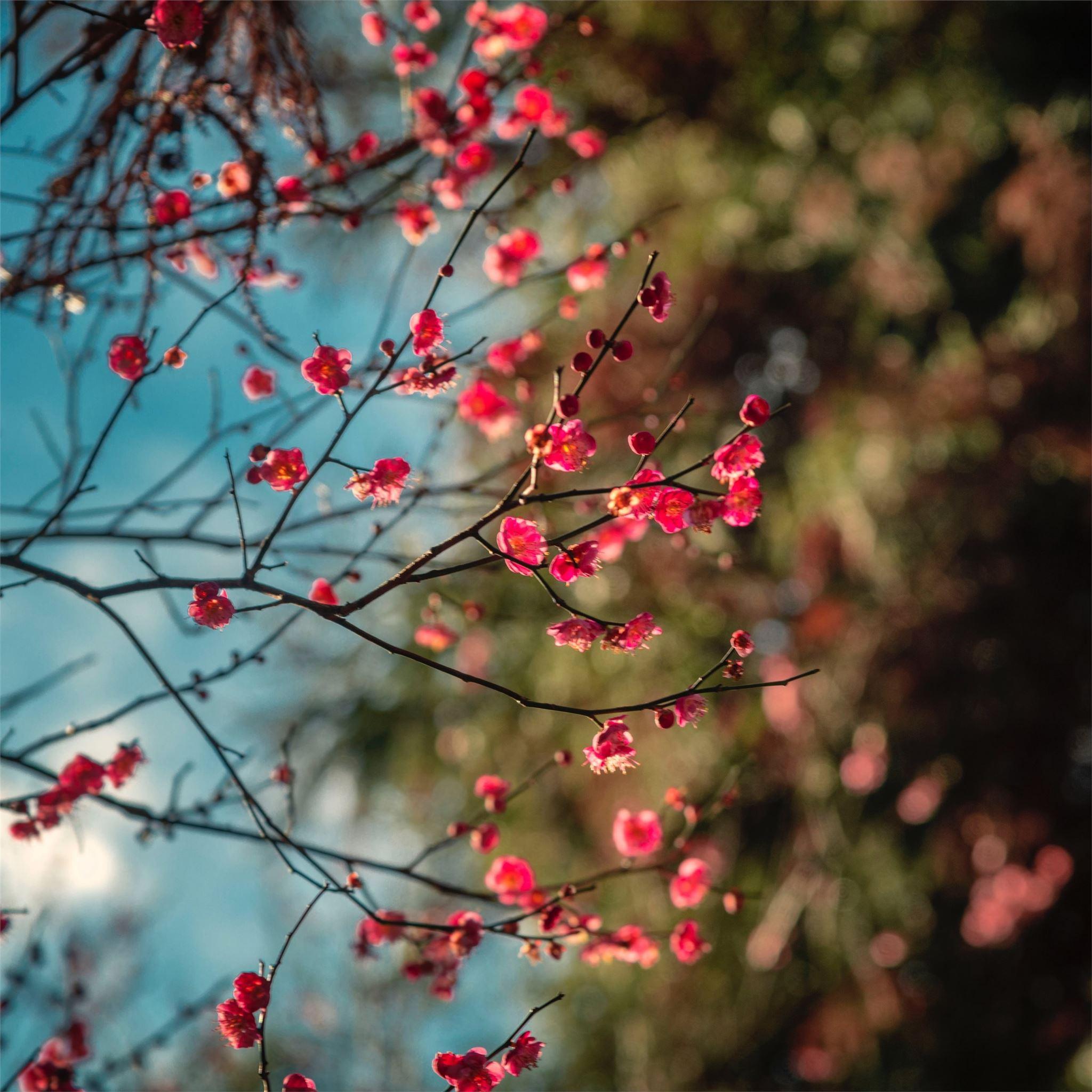 8K Spring Wallpapers - Top Free 8K Spring Backgrounds - WallpaperAccess