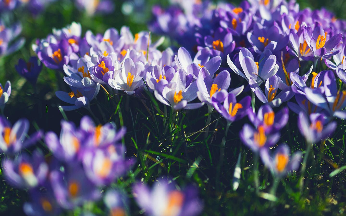Purple Spring Wallpapers - Top Free Purple Spring Backgrounds ...