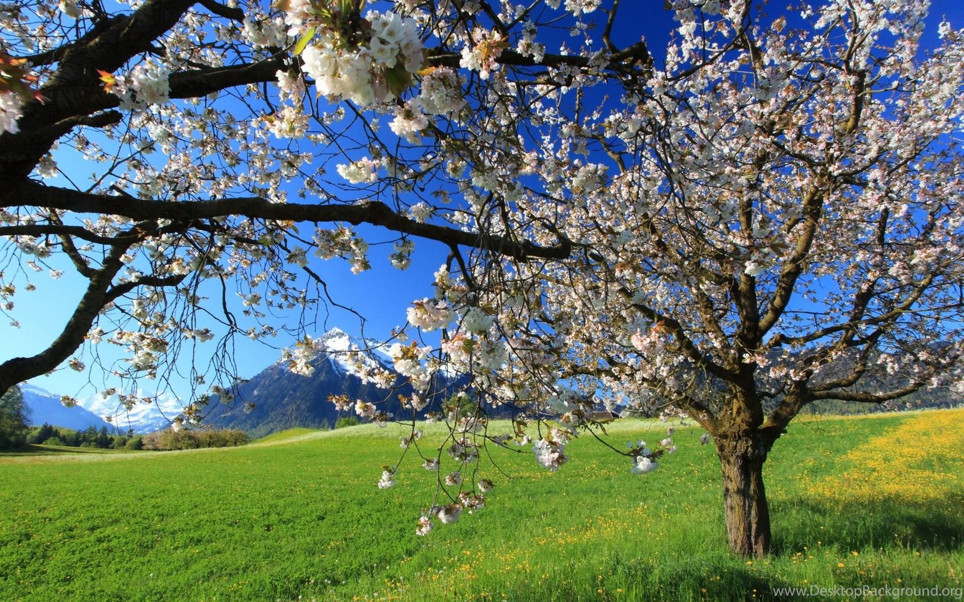 8K Spring Wallpapers - Top Free 8K Spring Backgrounds - WallpaperAccess