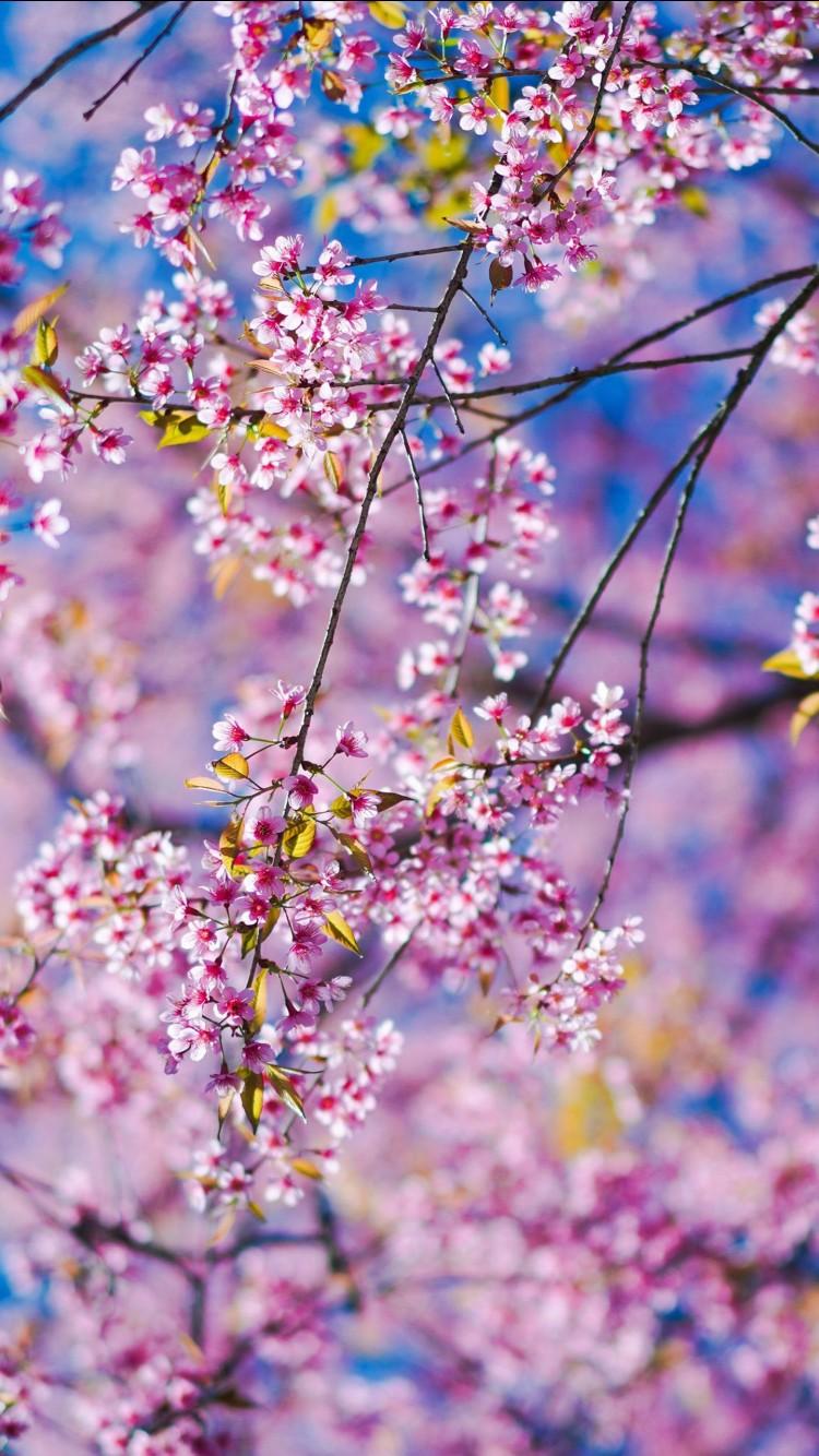 8K Spring Wallpapers - Top Free 8K Spring Backgrounds - WallpaperAccess