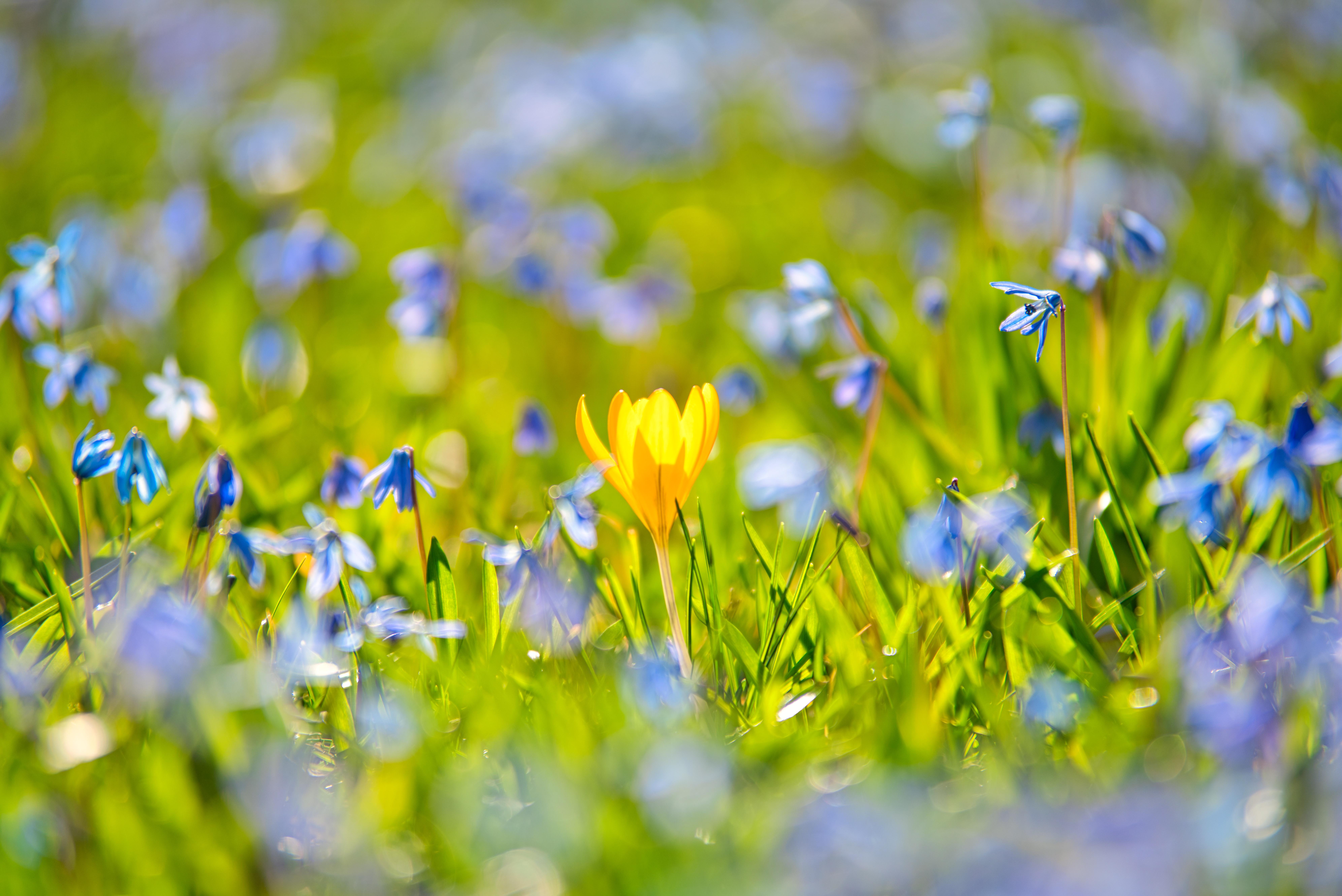 8K Spring Wallpapers - Top Free 8K Spring Backgrounds - WallpaperAccess