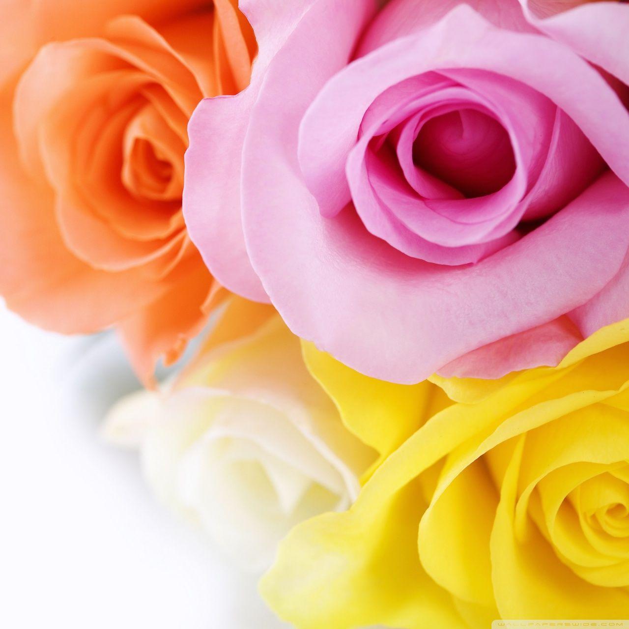 Colorful Roses Desktop Wallpapers - Top Free Colorful Roses Desktop ...