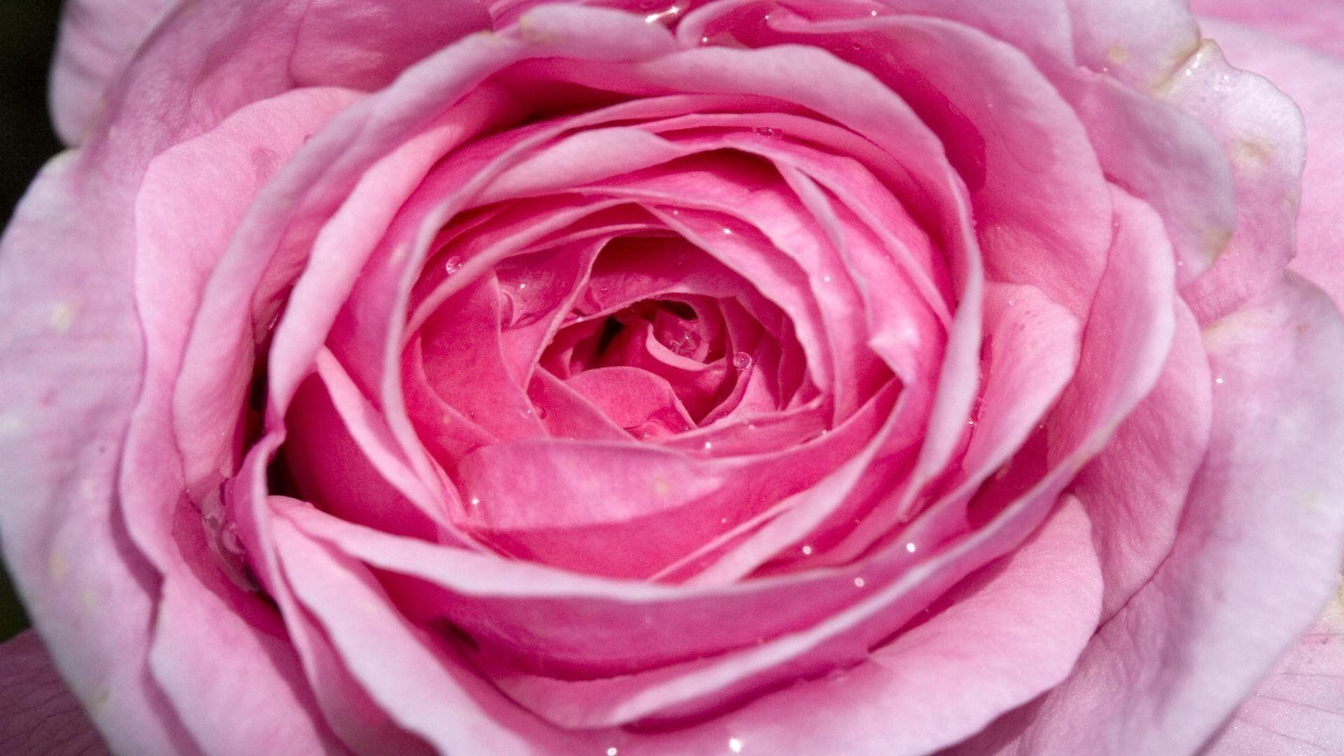 Colorful Roses Desktop Wallpapers - Top Free Colorful Roses Desktop ...