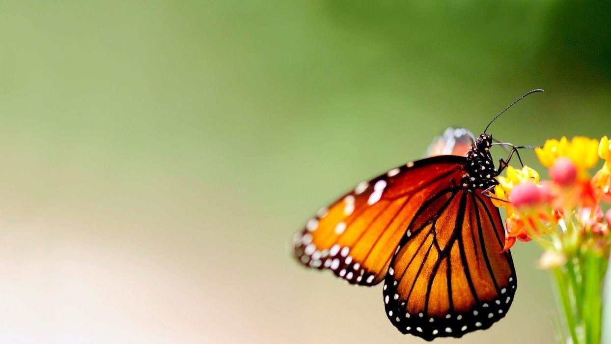 Butterfly 4K HD Wallpapers - Top Free Butterfly 4K HD Backgrounds ...