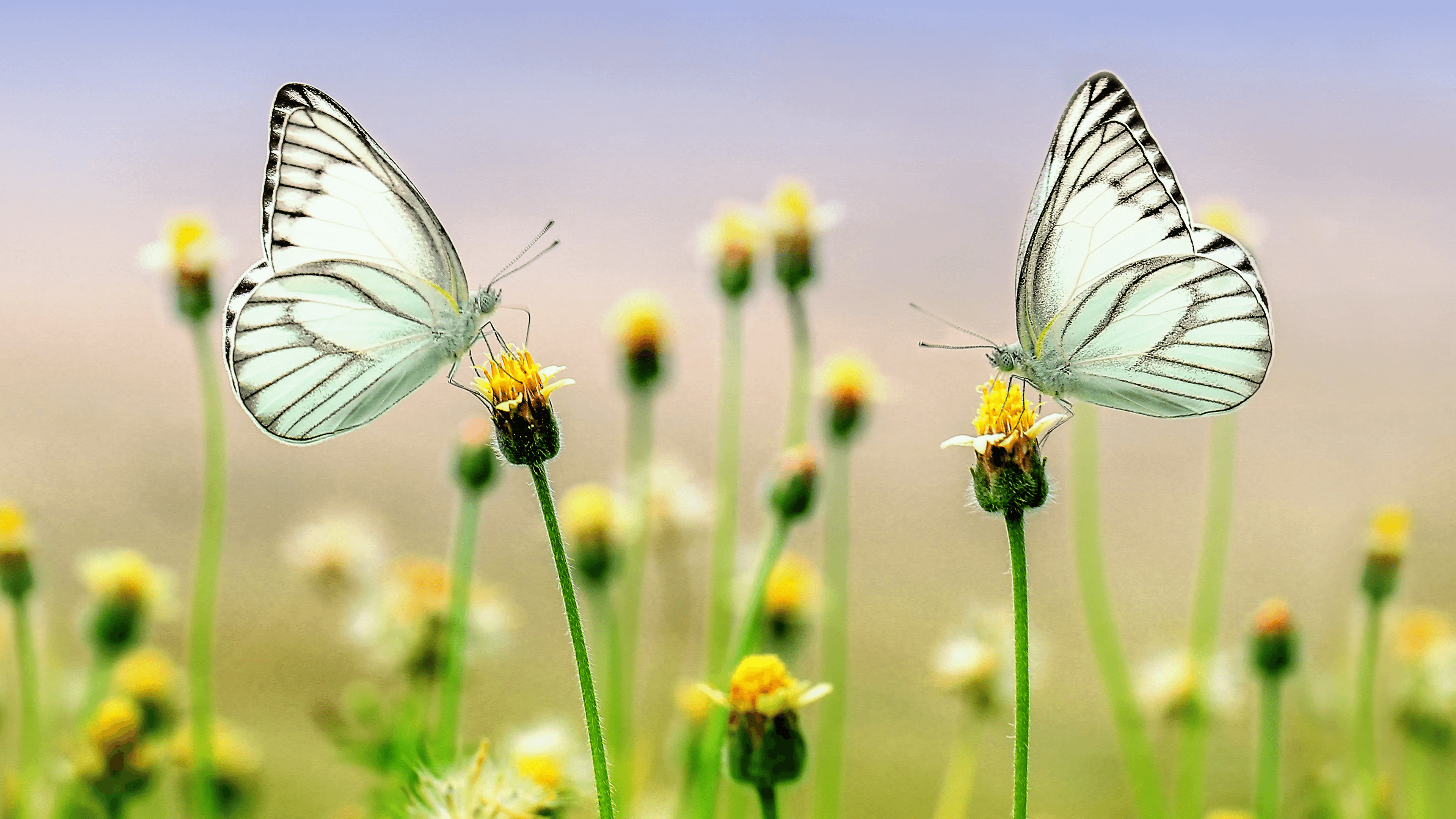 4K Butterfly Wallpapers - Top Free 4K Butterfly Backgrounds ...