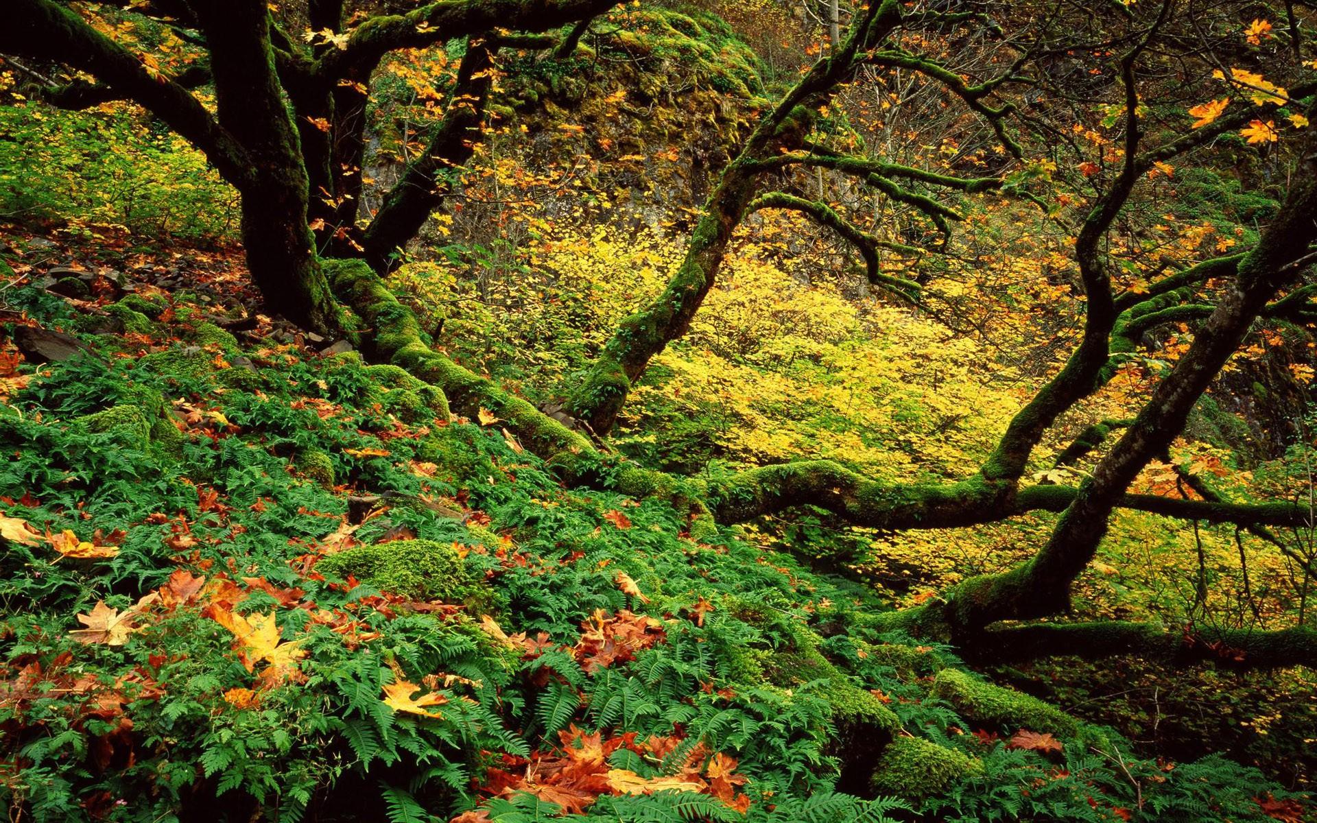 Oregon Autumn Wallpapers - Top Free Oregon Autumn Backgrounds ...