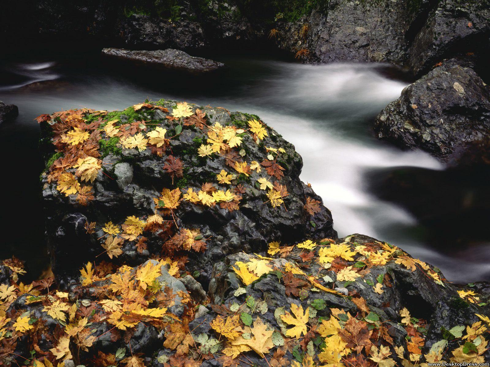 Oregon Autumn Wallpapers - Top Free Oregon Autumn Backgrounds ...