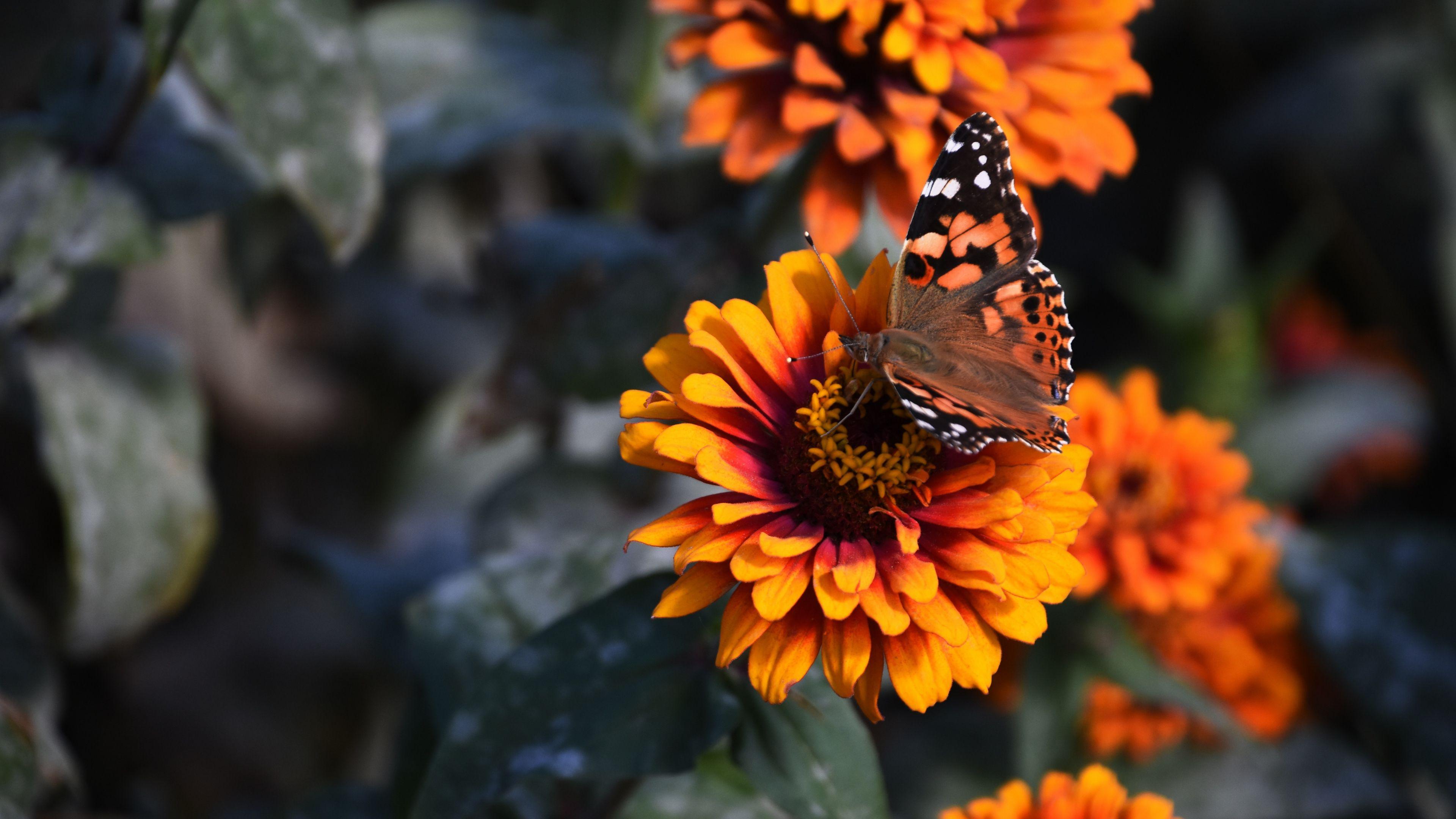 4K Butterfly Wallpapers - Top Free 4K Butterfly Backgrounds ...
