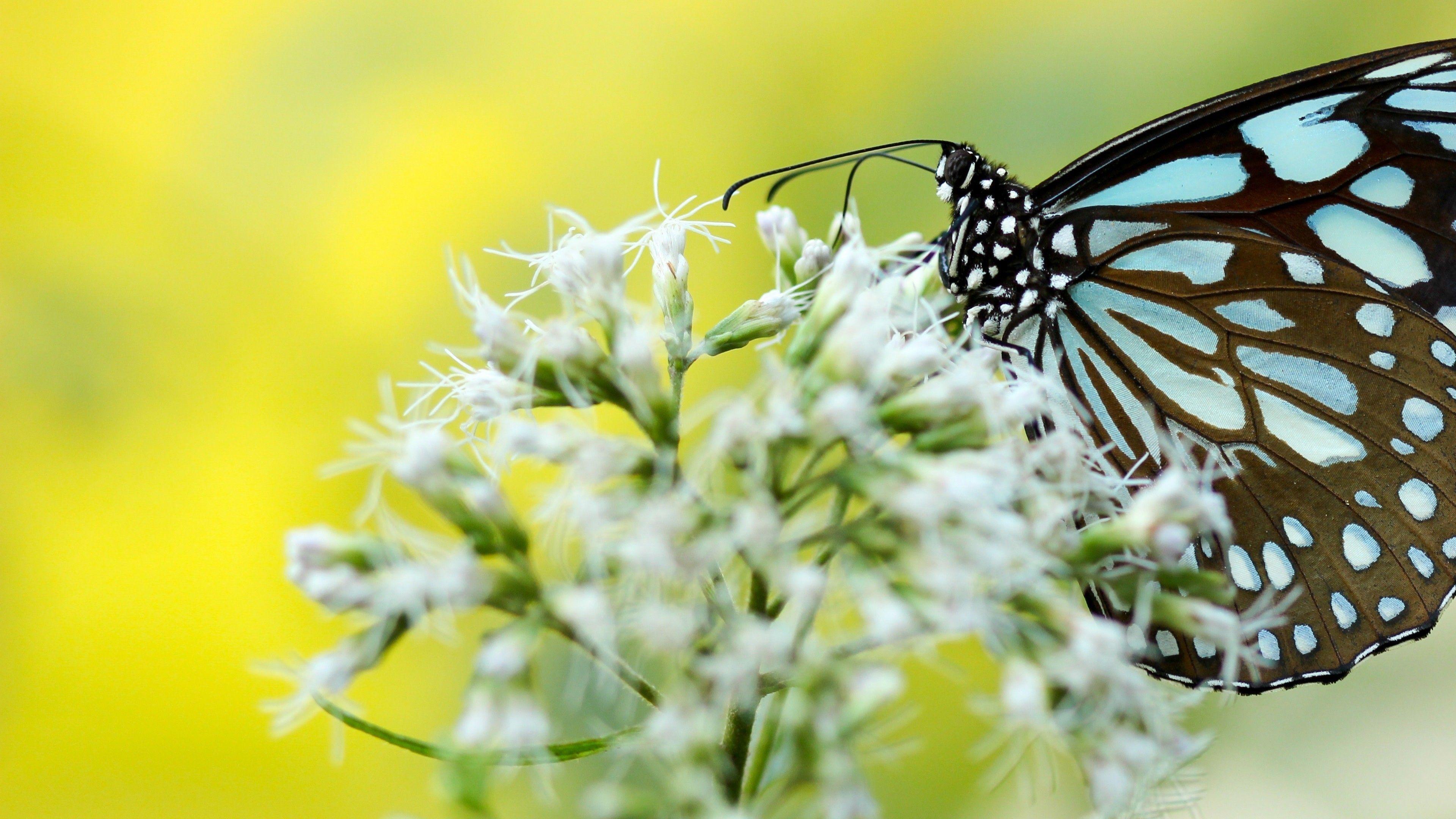 4K Butterfly Wallpapers - Top Free 4K Butterfly Backgrounds ...