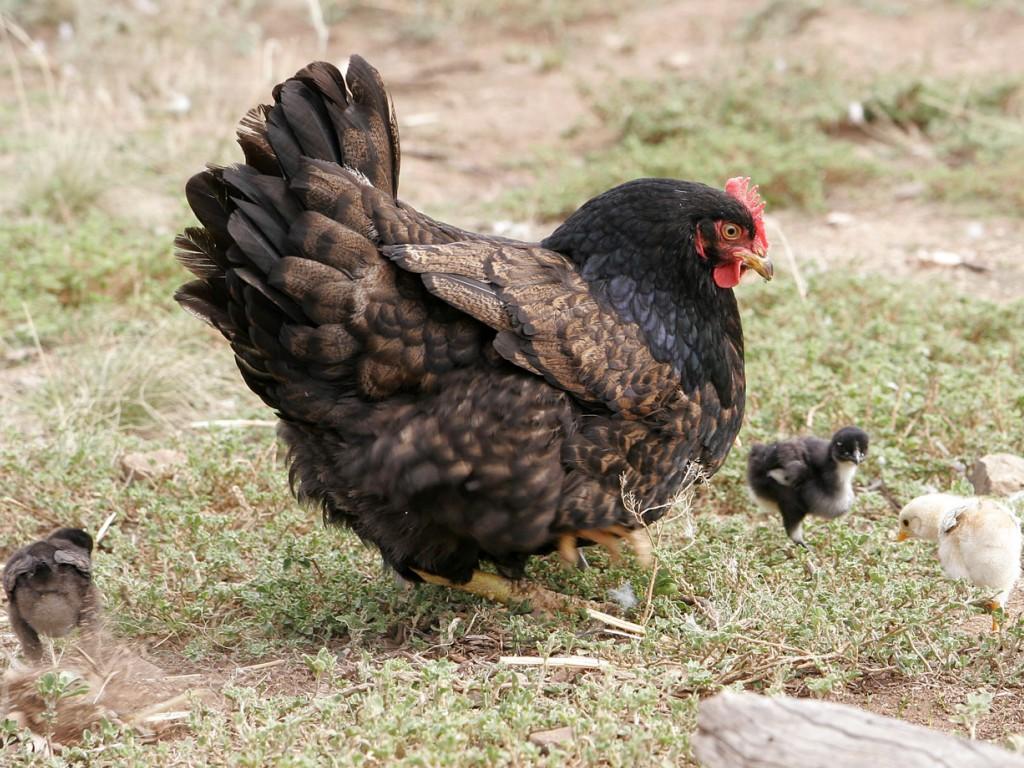 Fat Chicken Wallpapers - Top Free Fat Chicken Backgrounds - WallpaperAccess