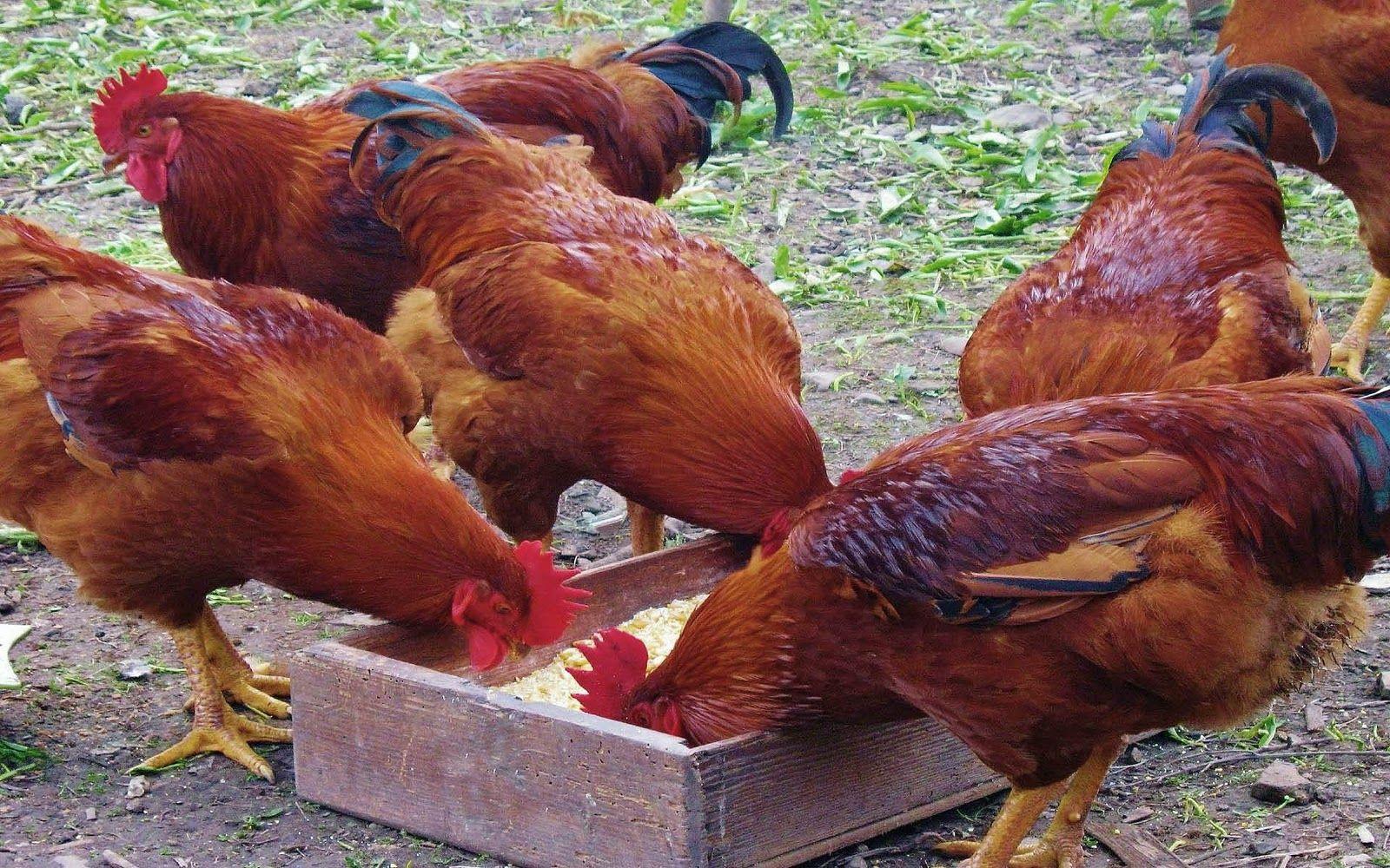 Fat Chicken Wallpapers - Top Free Fat Chicken Backgrounds - WallpaperAccess