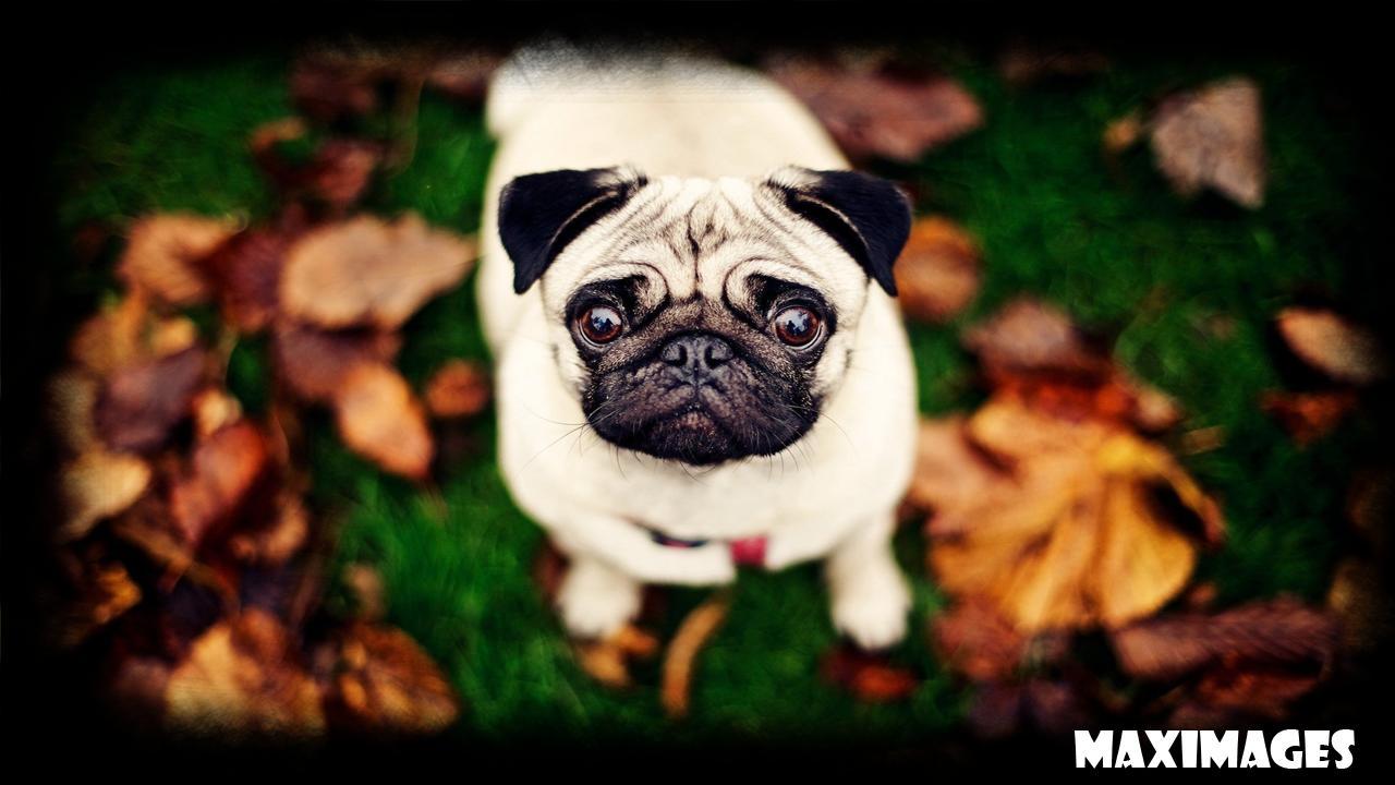 Pug Dog Wallpapers - Top Free Pug Dog Backgrounds - WallpaperAccess
