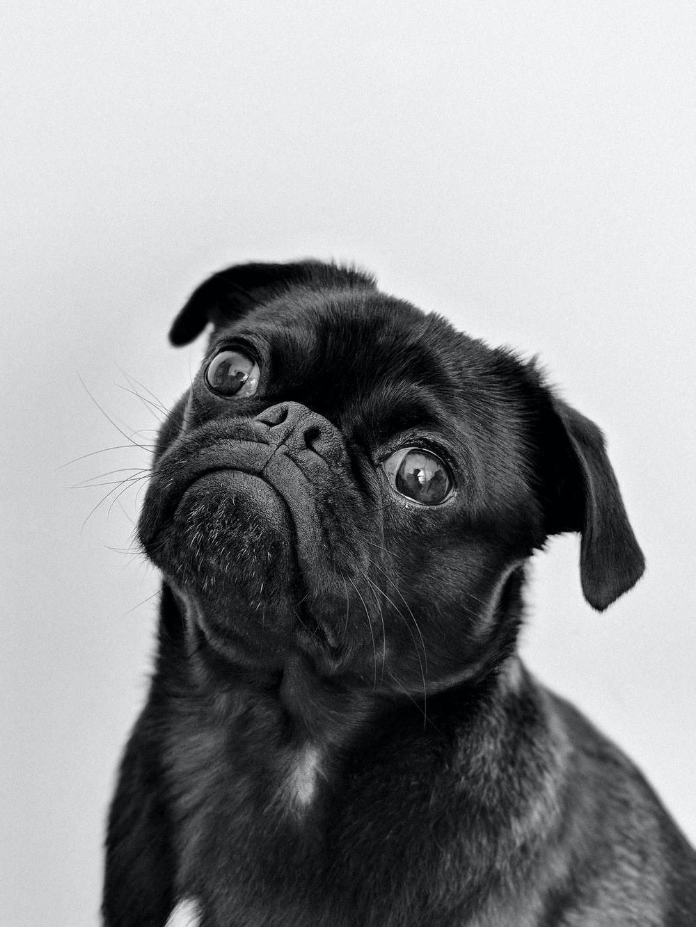 Pug Dog Wallpapers - Top Free Pug Dog Backgrounds - WallpaperAccess