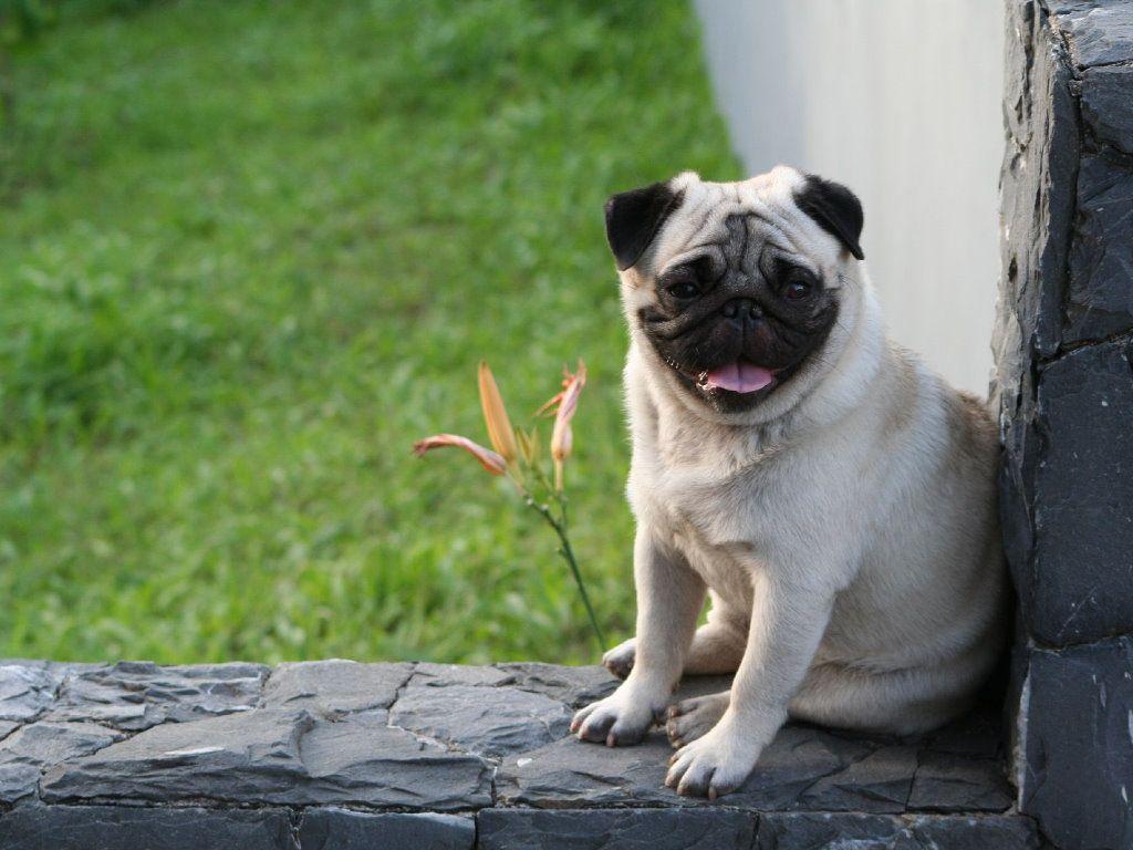 Pug Dog Wallpapers - Top Free Pug Dog Backgrounds - WallpaperAccess