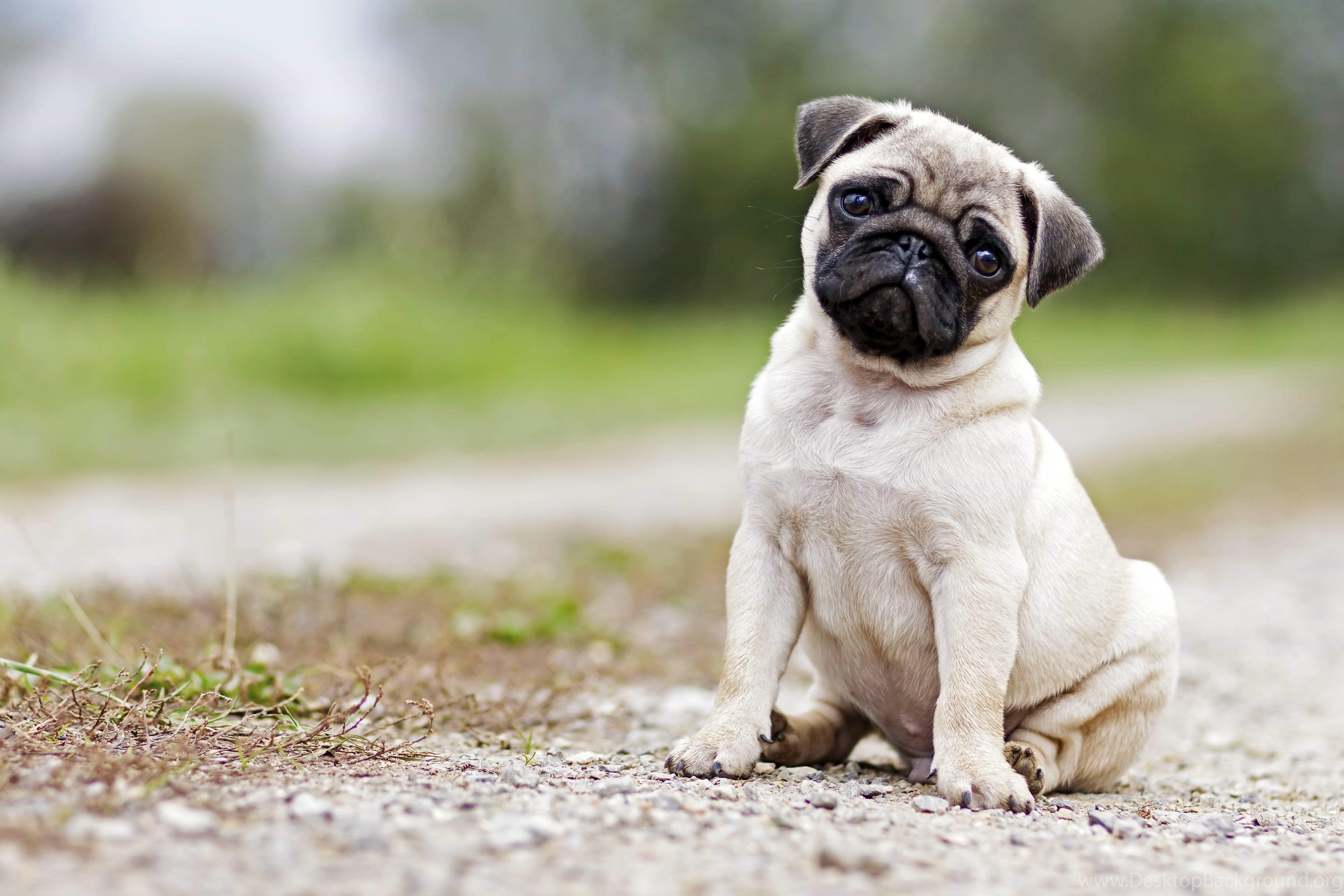 Pug Dog Wallpapers - Top Free Pug Dog Backgrounds - WallpaperAccess