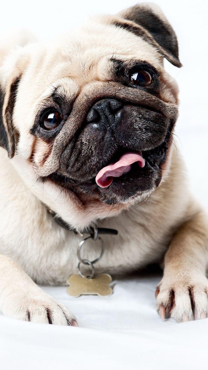 Pug Dog Wallpapers - Top Free Pug Dog Backgrounds - WallpaperAccess
