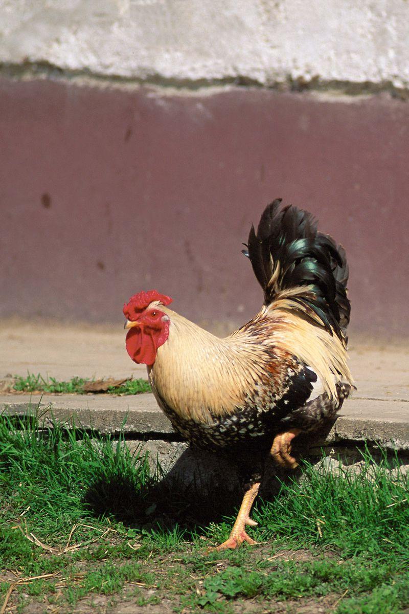 Fat Chicken Wallpapers - Top Free Fat Chicken Backgrounds - WallpaperAccess