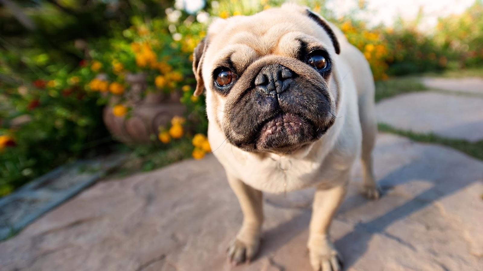 Pug Dog Wallpapers - Top Free Pug Dog Backgrounds - WallpaperAccess