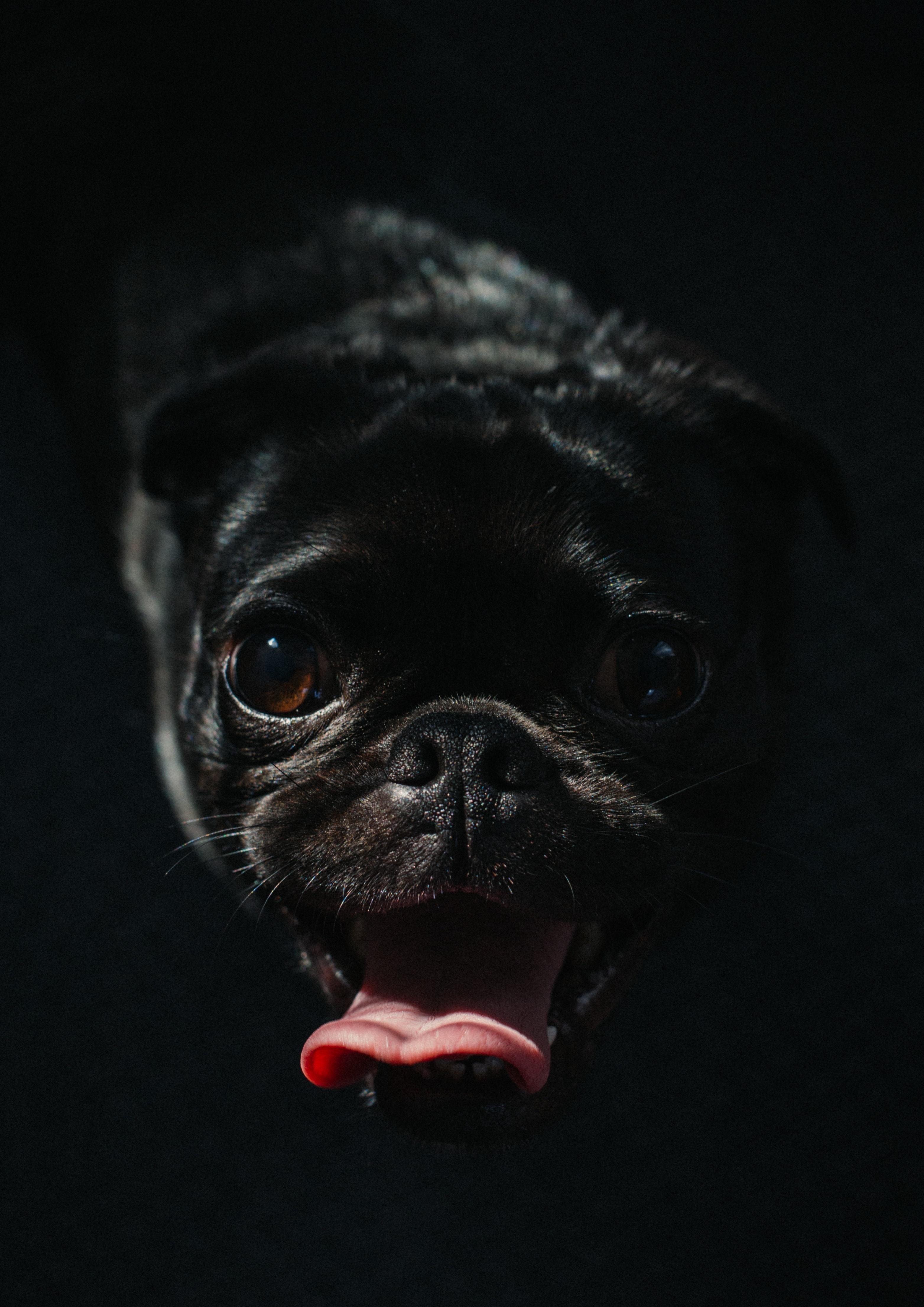 Pug Dog Wallpapers - Top Free Pug Dog Backgrounds - WallpaperAccess