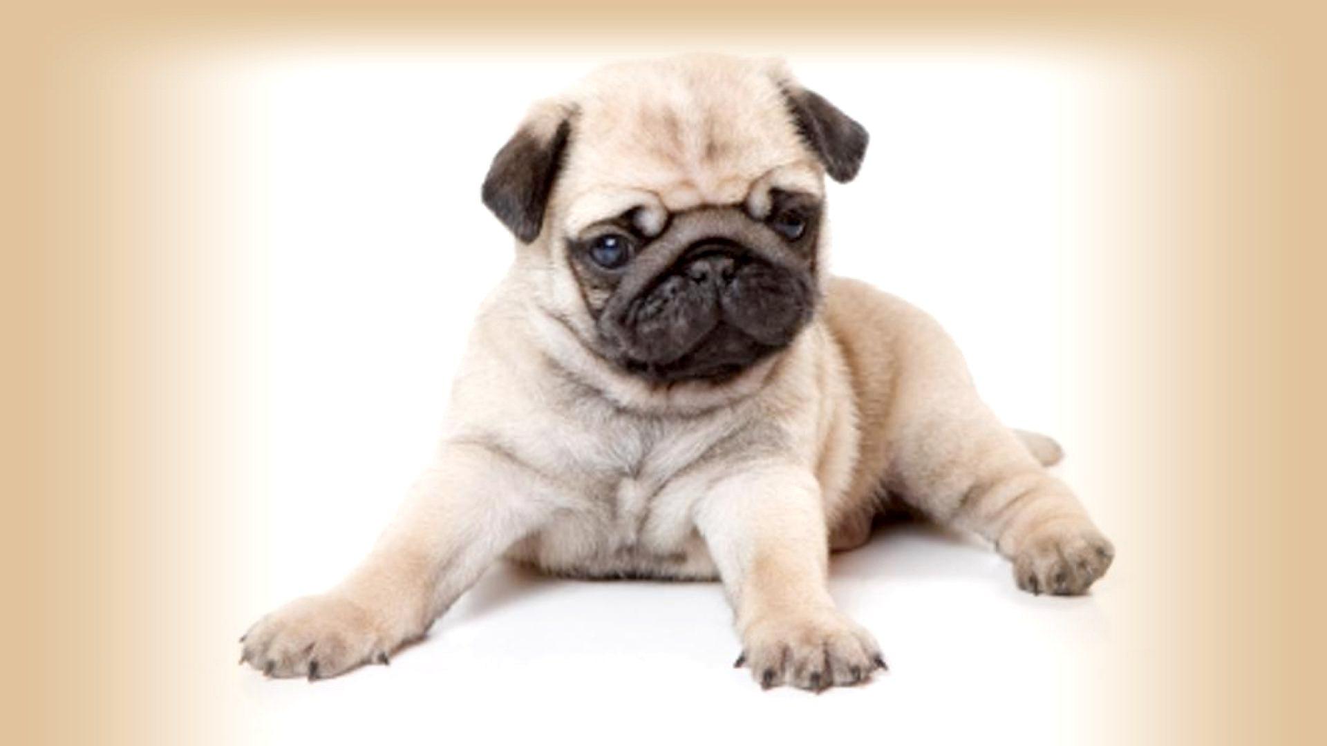 Pug Dog Wallpapers - Top Free Pug Dog Backgrounds - WallpaperAccess