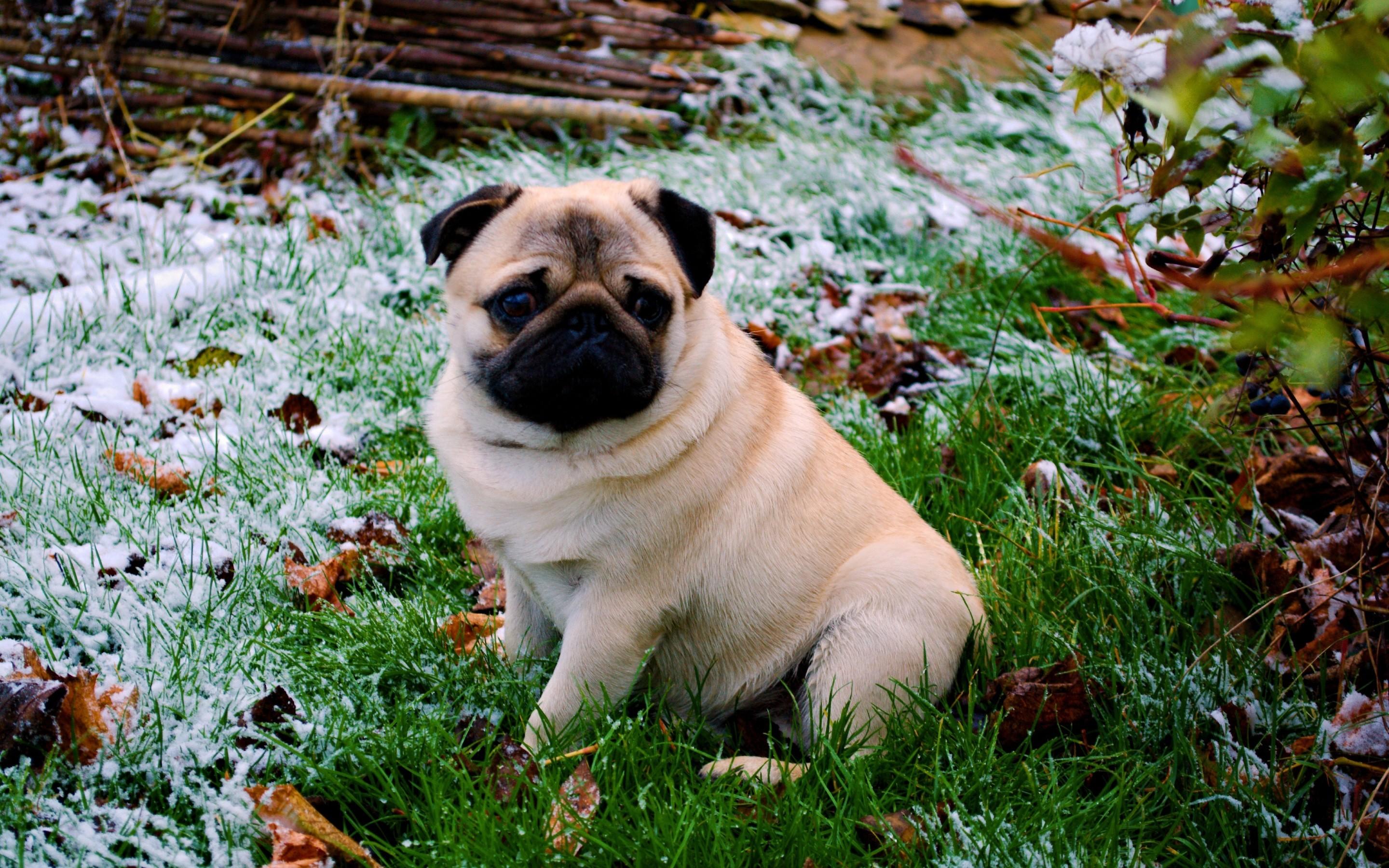 Pug Dog Wallpapers - Top Free Pug Dog Backgrounds - WallpaperAccess