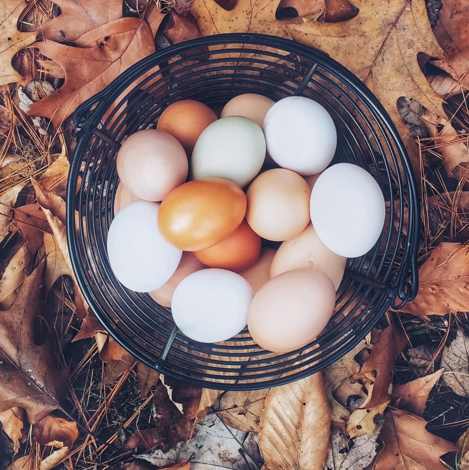 Fat Chicken Wallpapers - Top Free Fat Chicken Backgrounds - WallpaperAccess