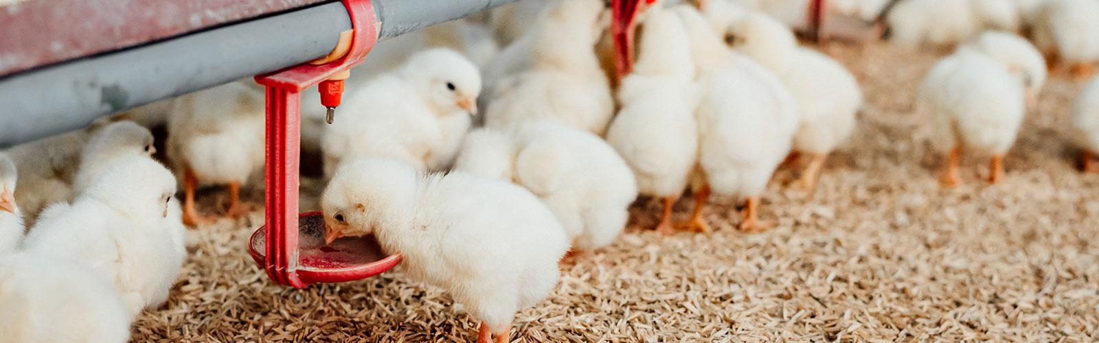 Fat Chicken Wallpapers - Top Free Fat Chicken Backgrounds - WallpaperAccess